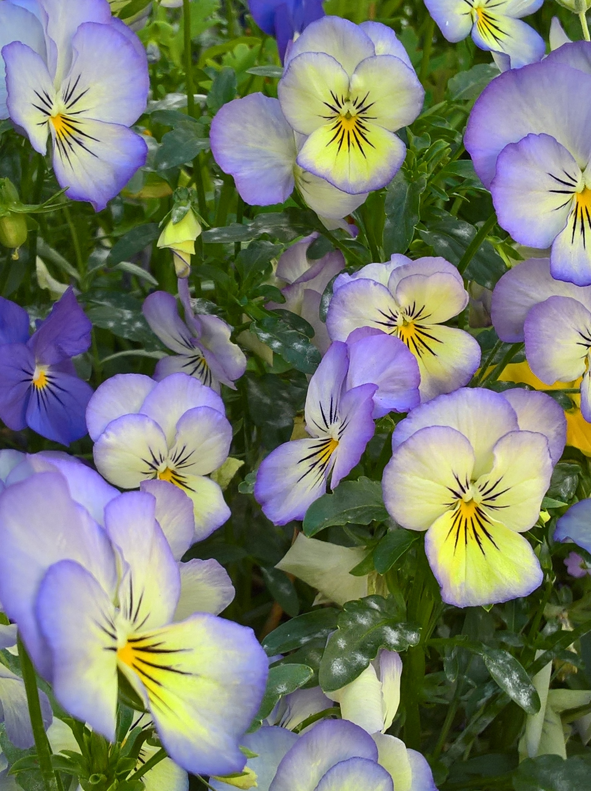 Viola Thoughts Blue free image download