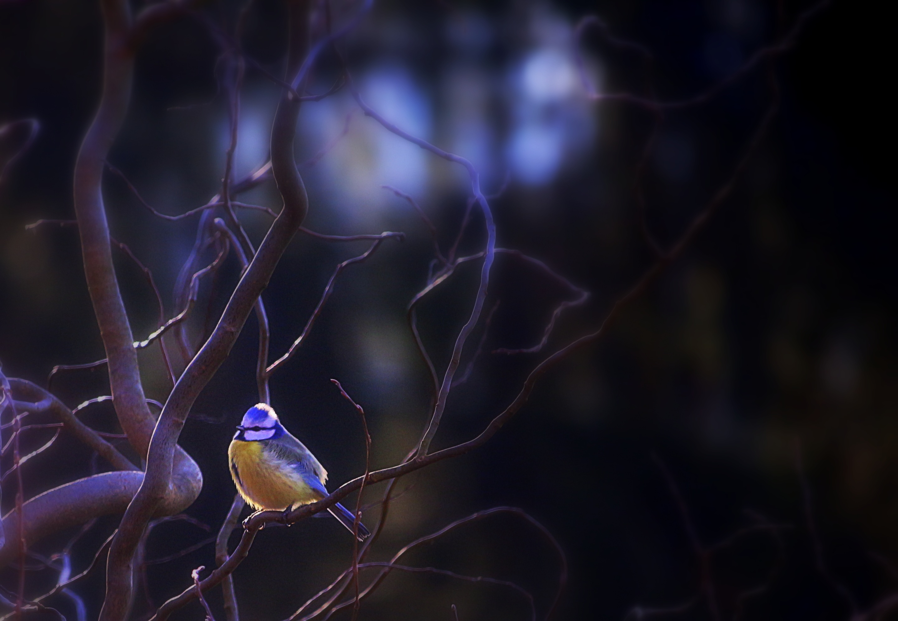 A bird in the evening light free image download