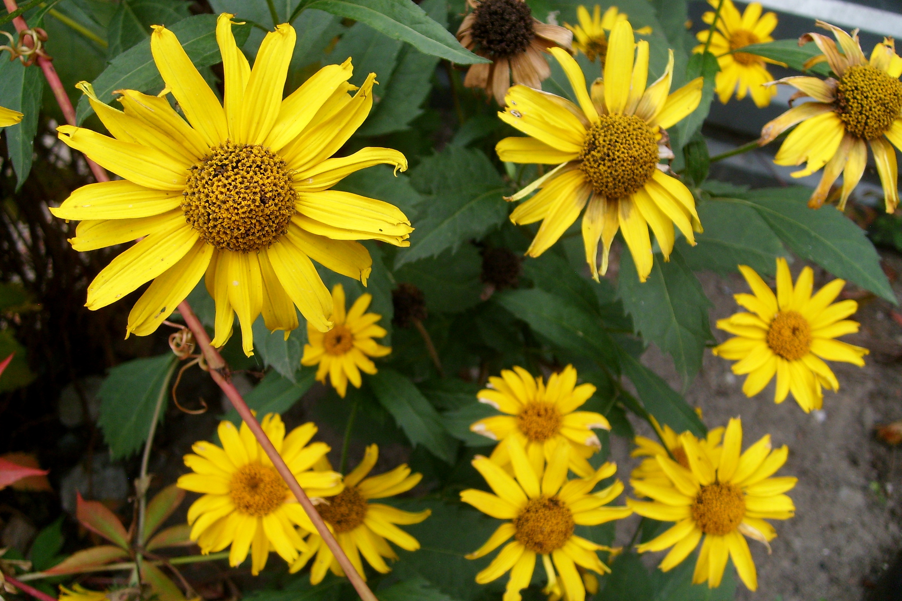 Yellow Flowers Nature free image download