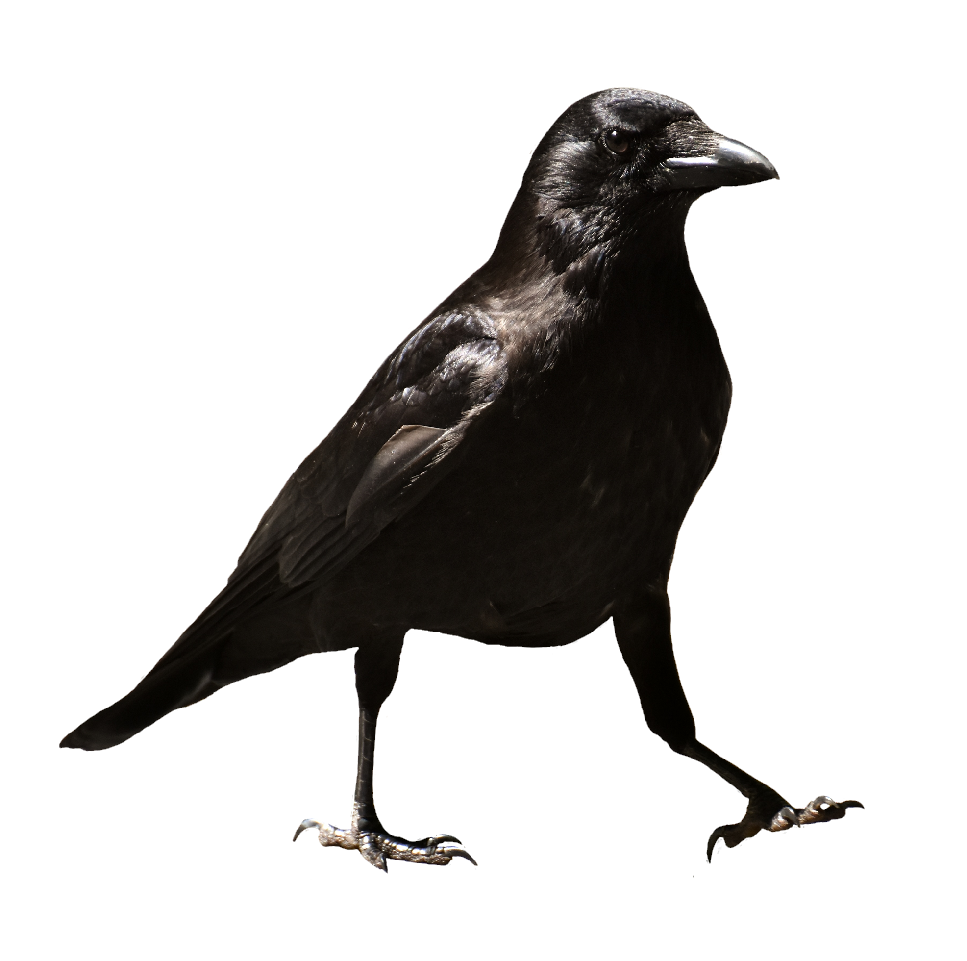 Common Raven Bird free image download