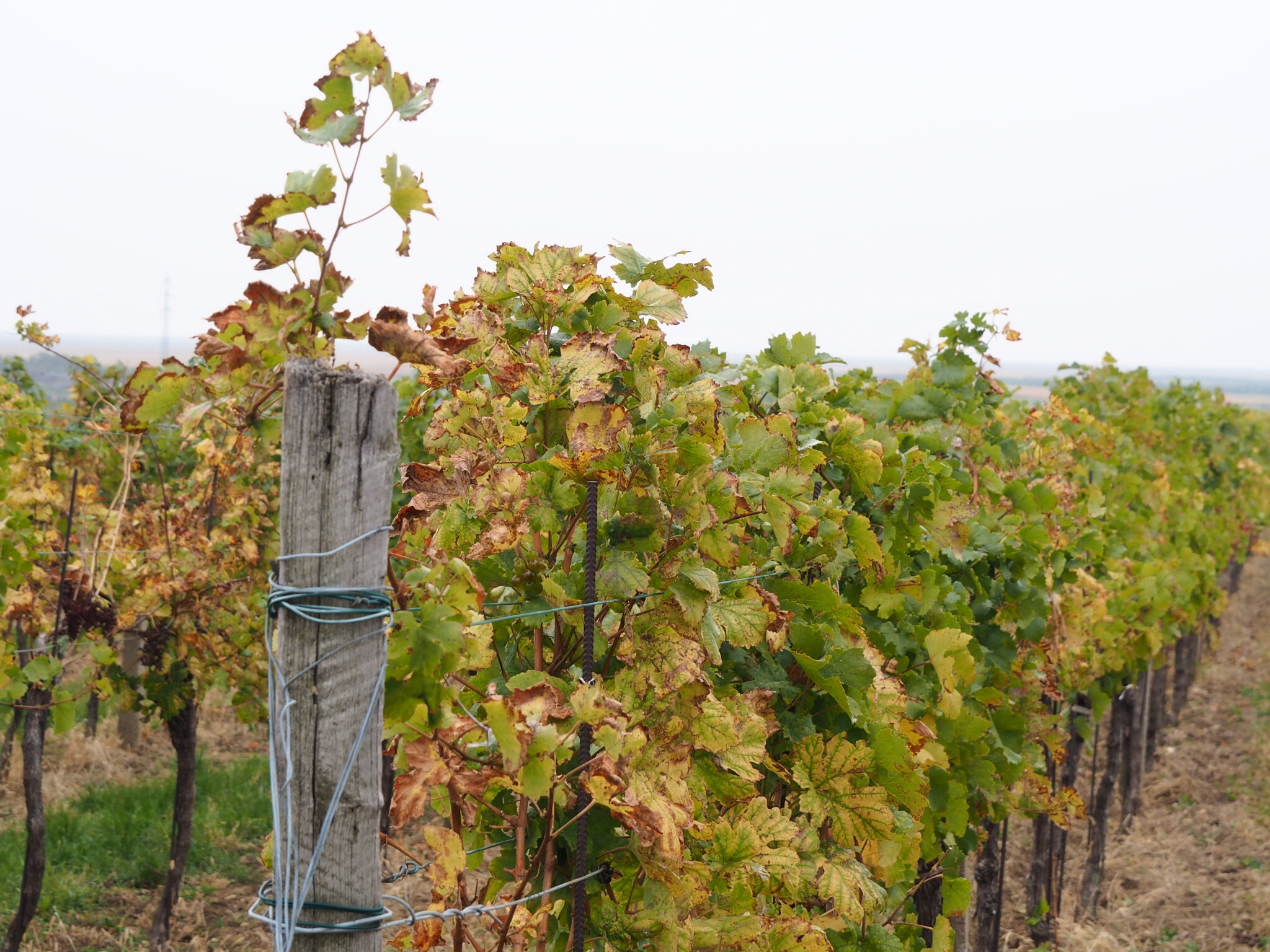 Wine Vineyard Vines free image download