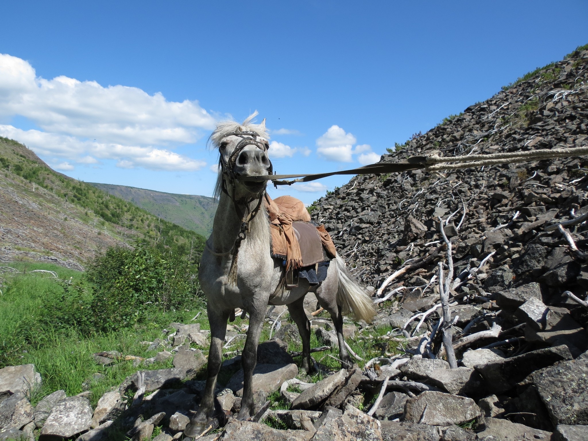 Horse Trek Mountains free image download