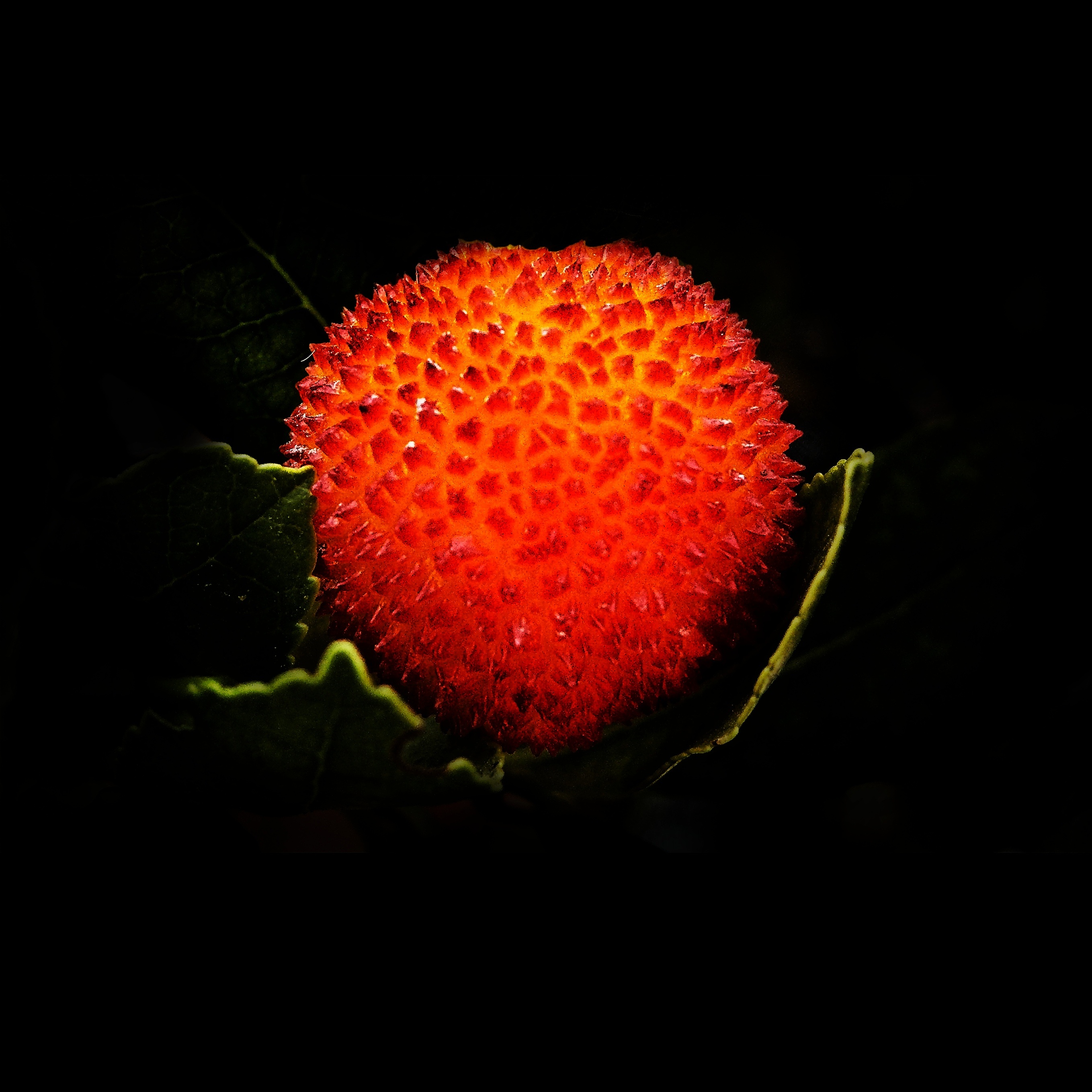 Fruit Color Exotic free image download