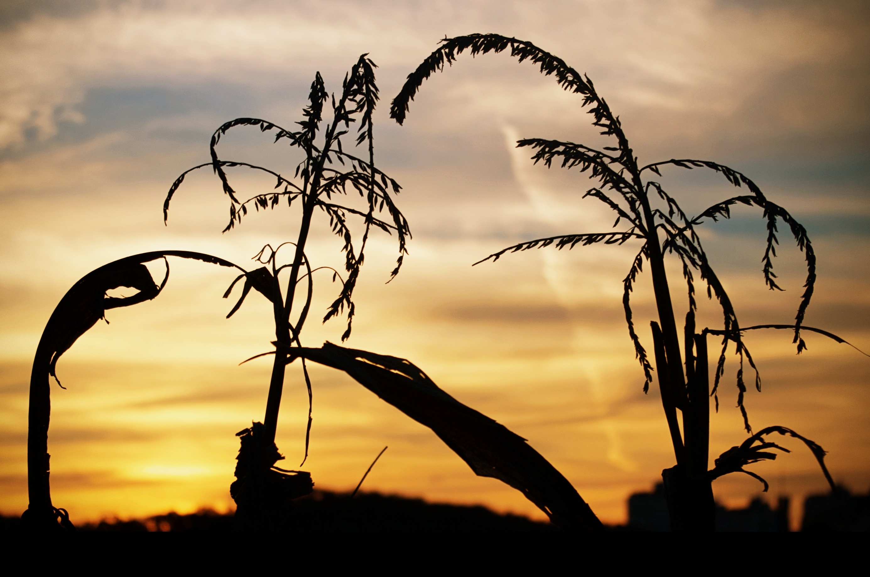 Autumn Fall Twilight free image download