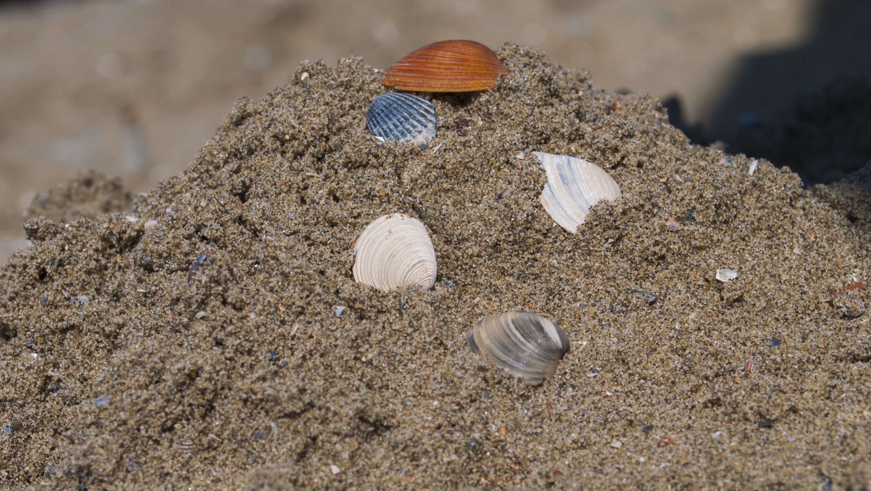 Sea Sand Beach free image download