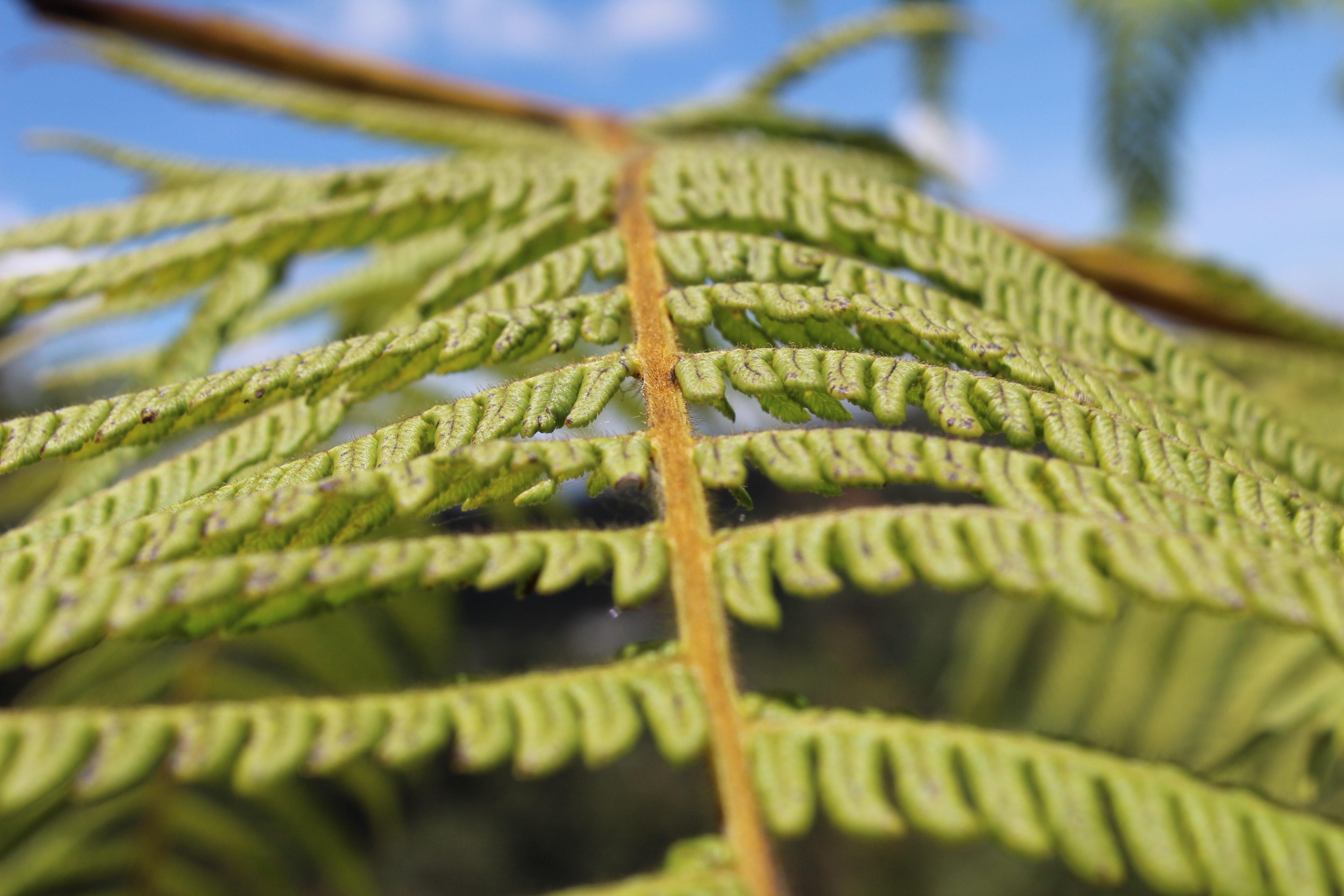 Fern Shrub Nature free image download