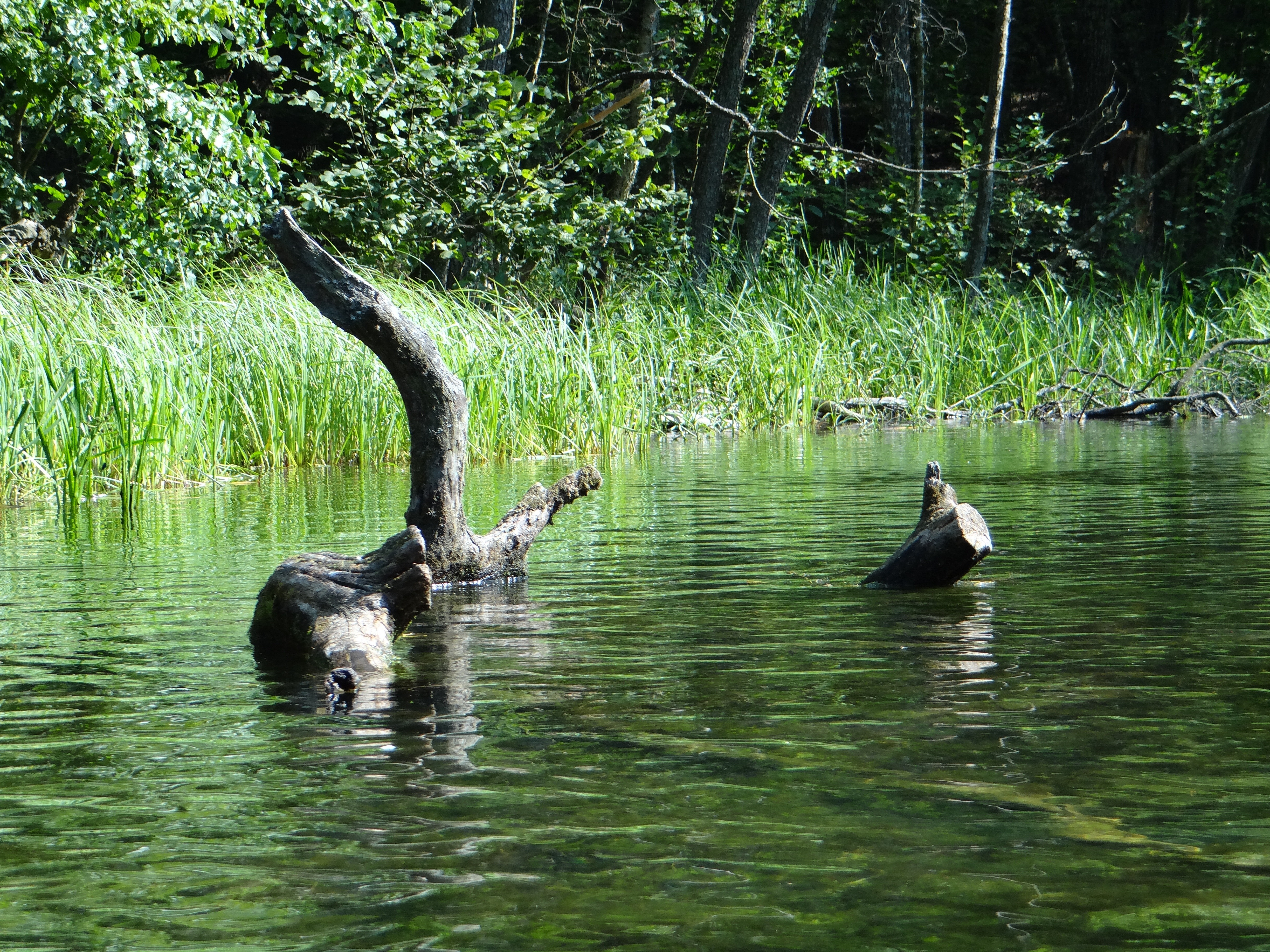 Water River Logs Of Trees free image download