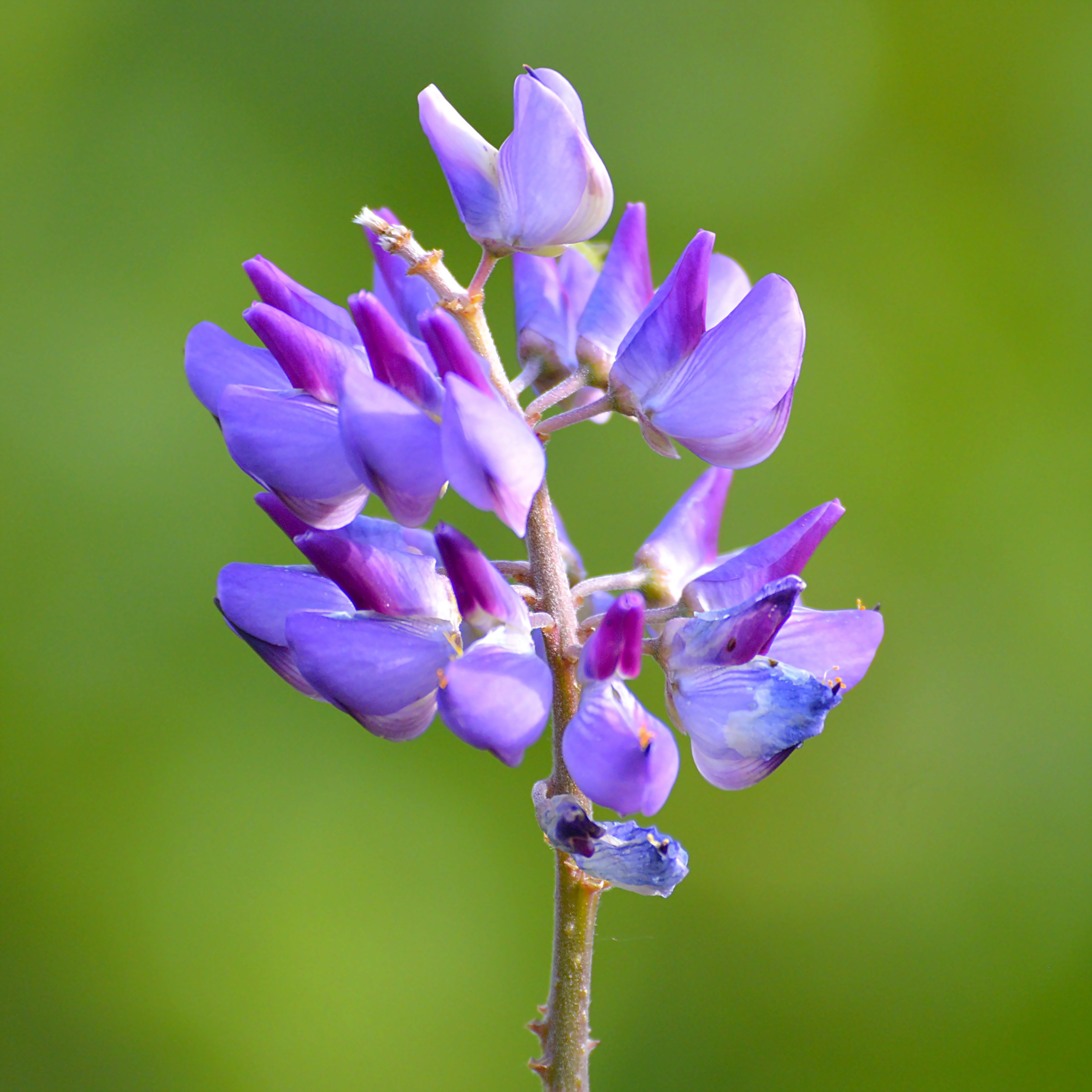 Blossom Bloom Plant free image download