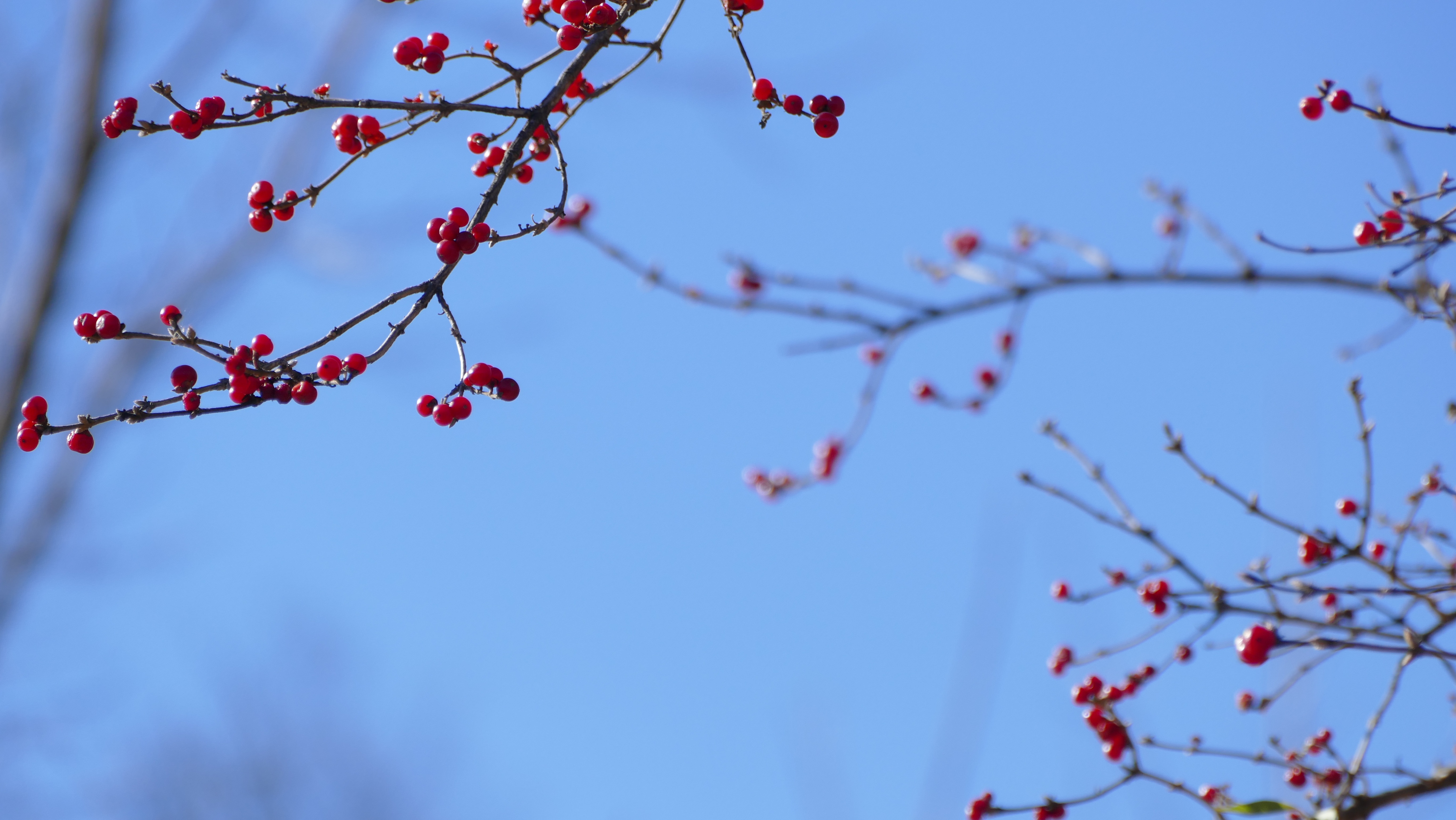 Berries Landscape Bush free image download