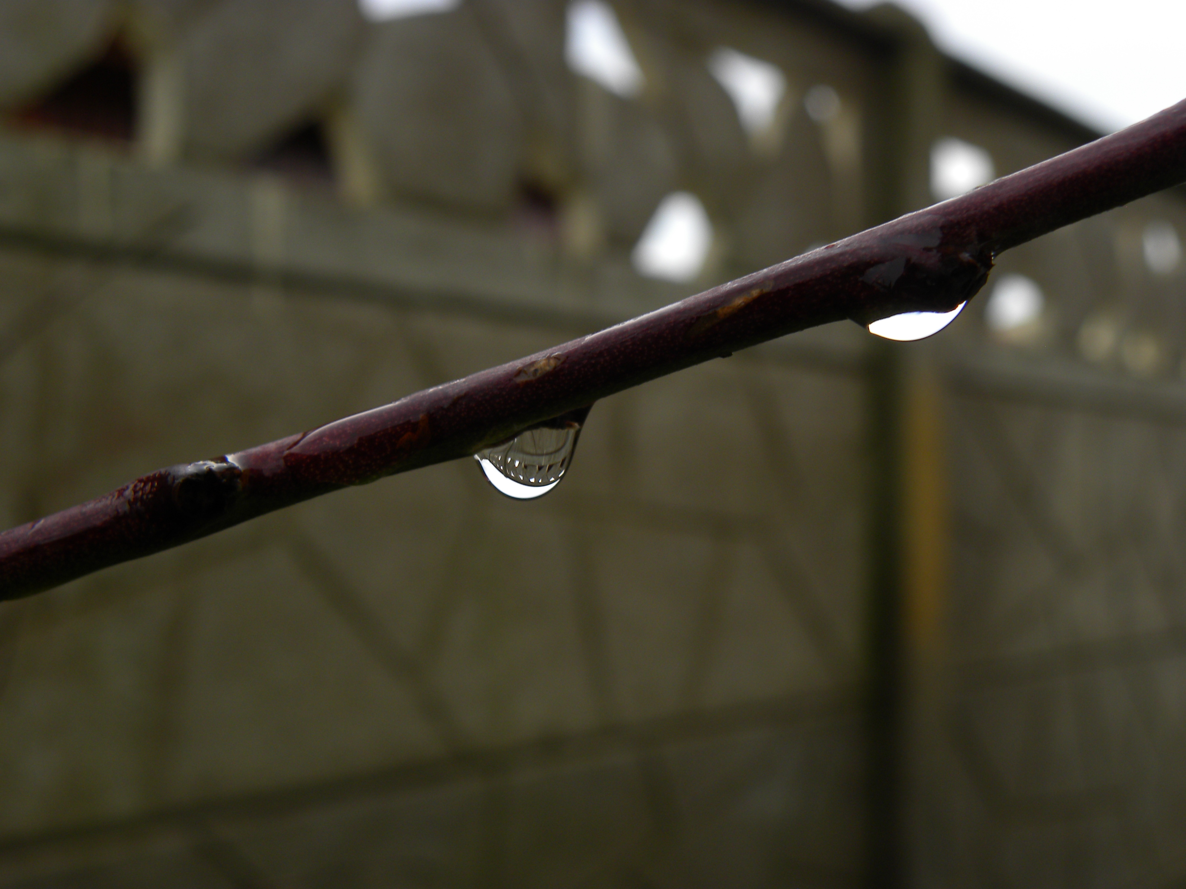 Wet Tree Branch free image download