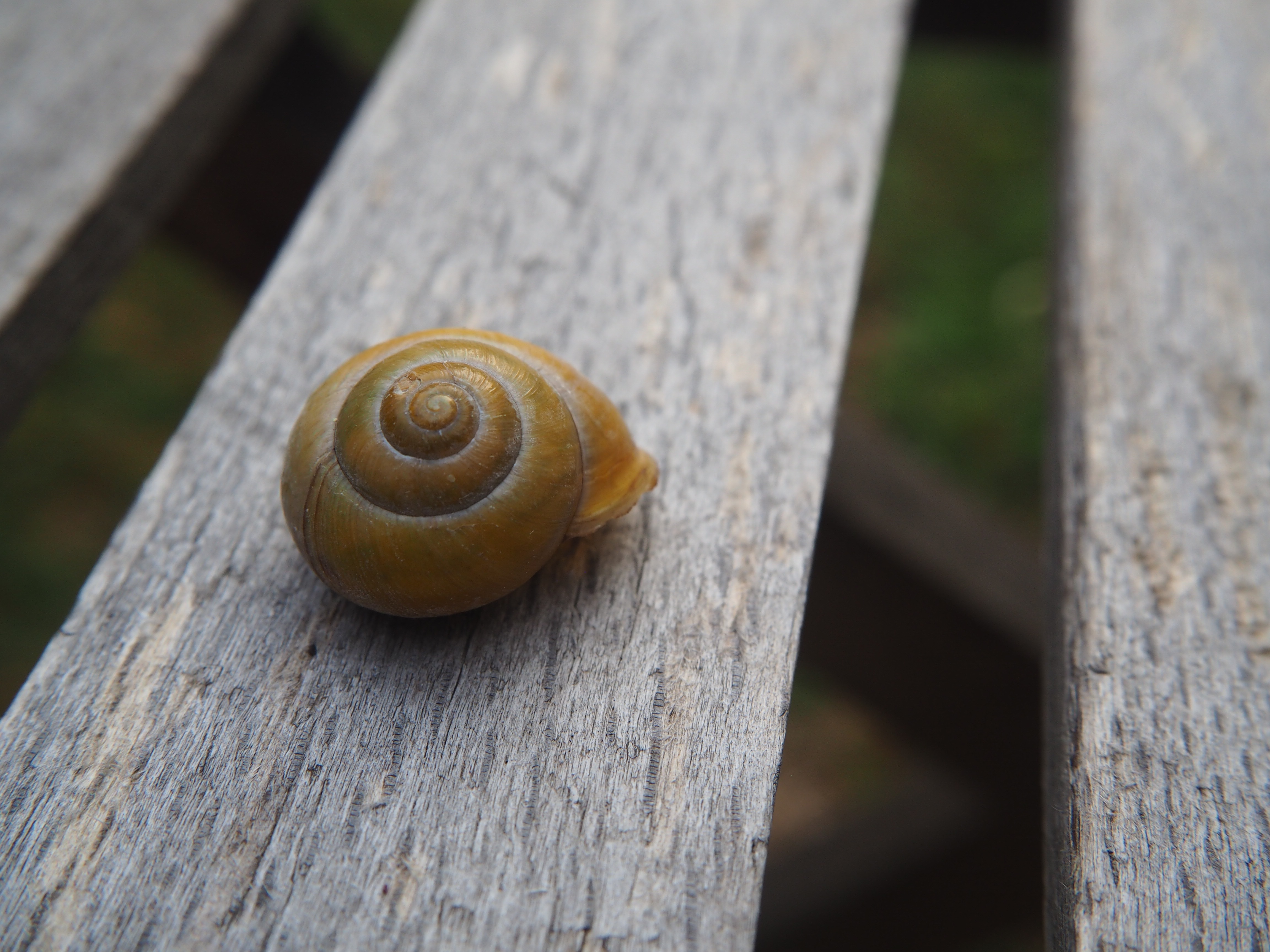 Snail Shell Garden free image download