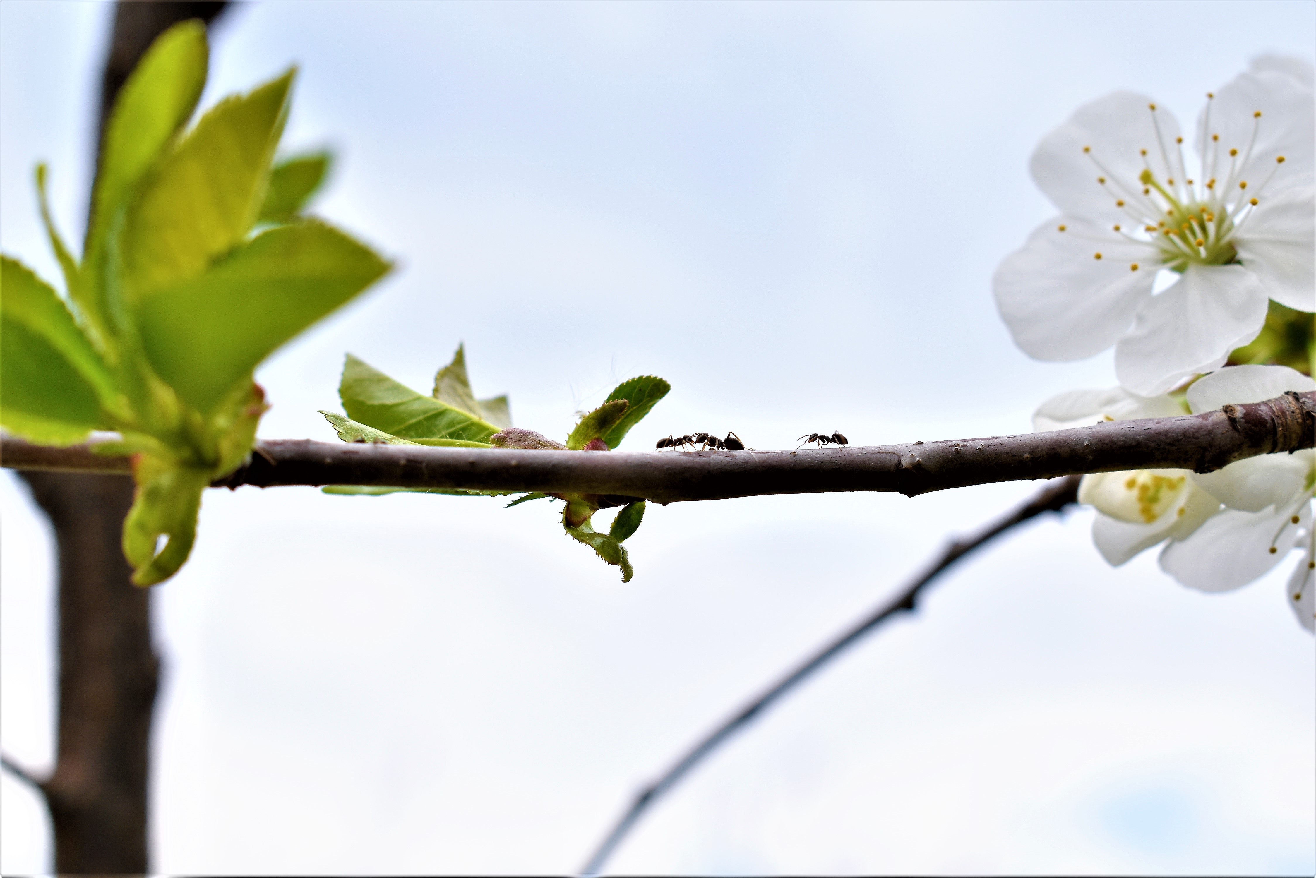 Ants Stick Nature free image download