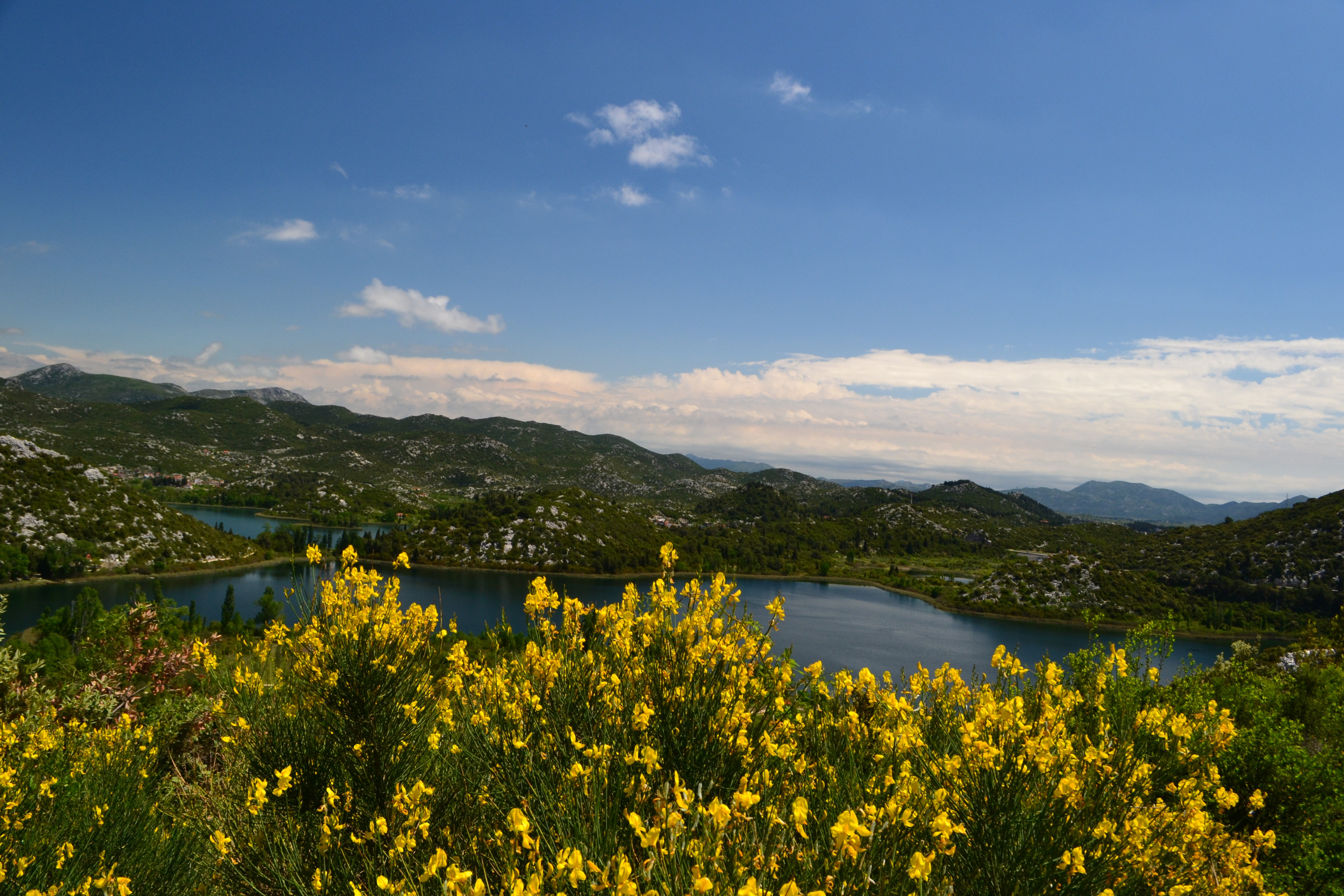 Beautiful flowers on a cliff overlooking the lake free image download