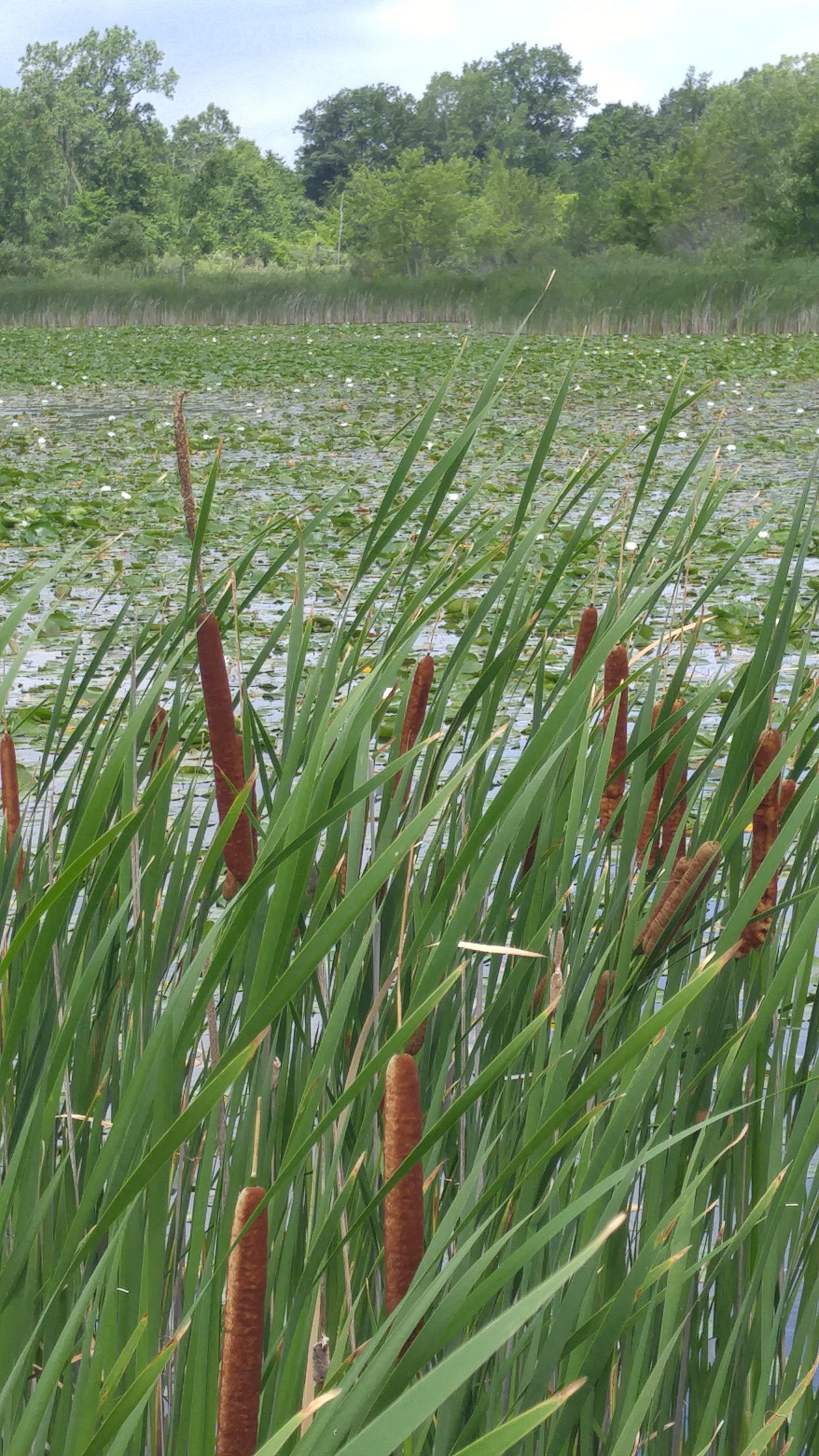 Cattails by Swamp Marsh free image download