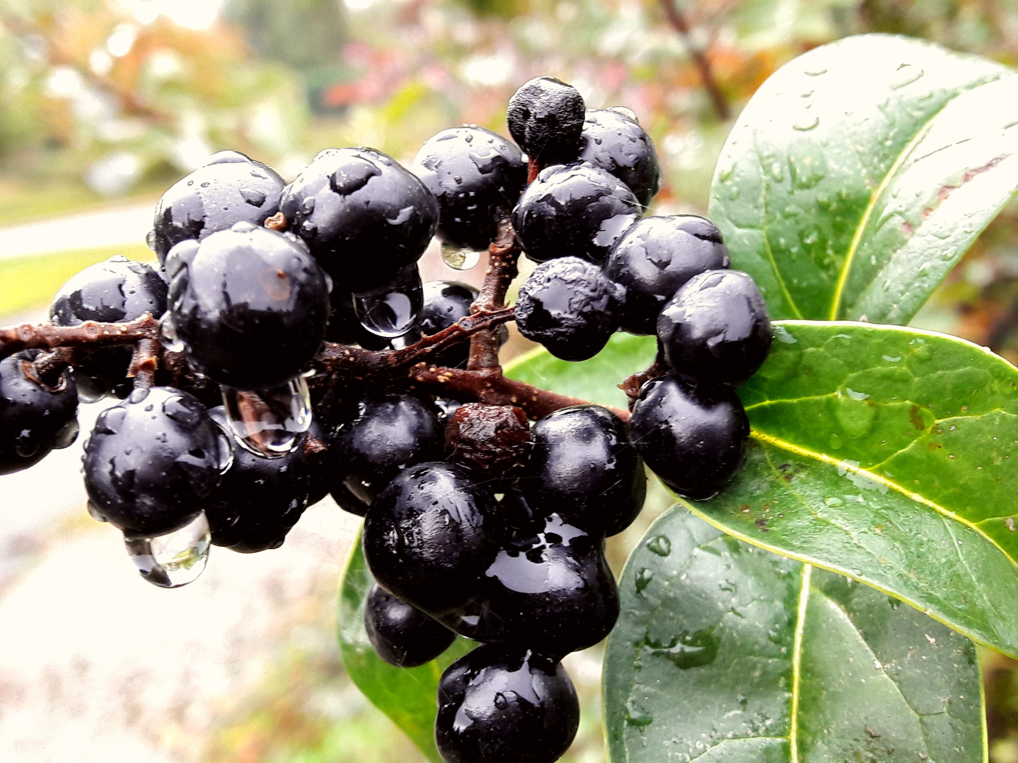 Nature Berry Plants Autumn free image download