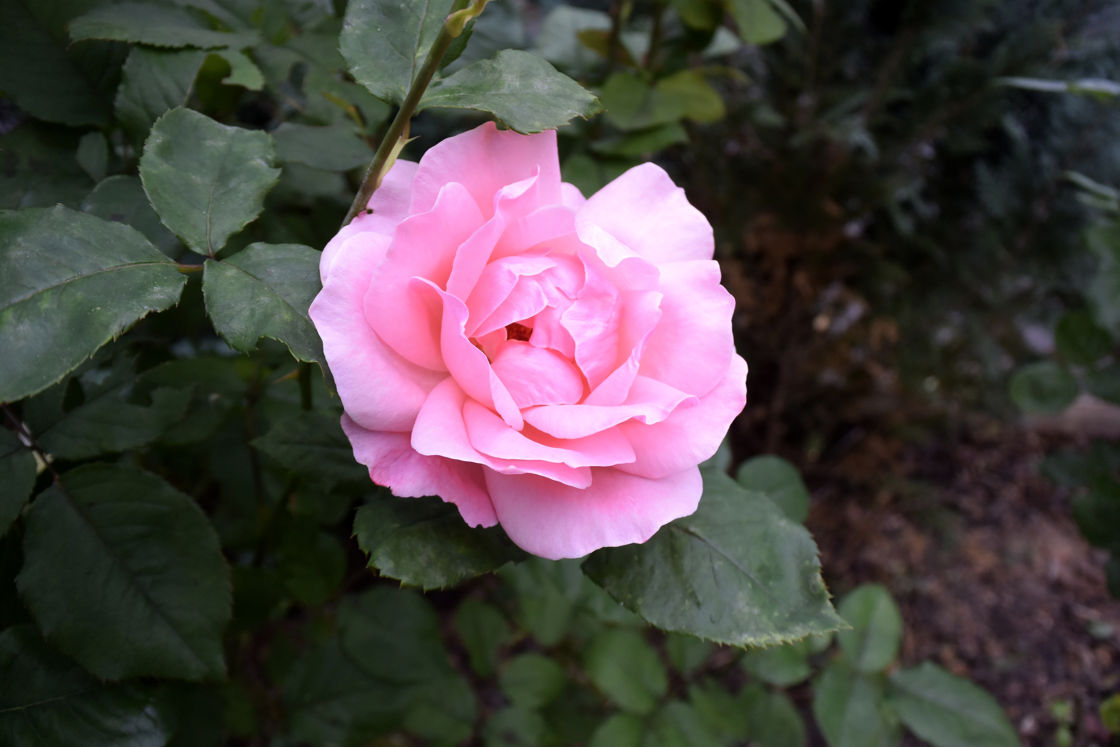 Pink Natural Rose free image download