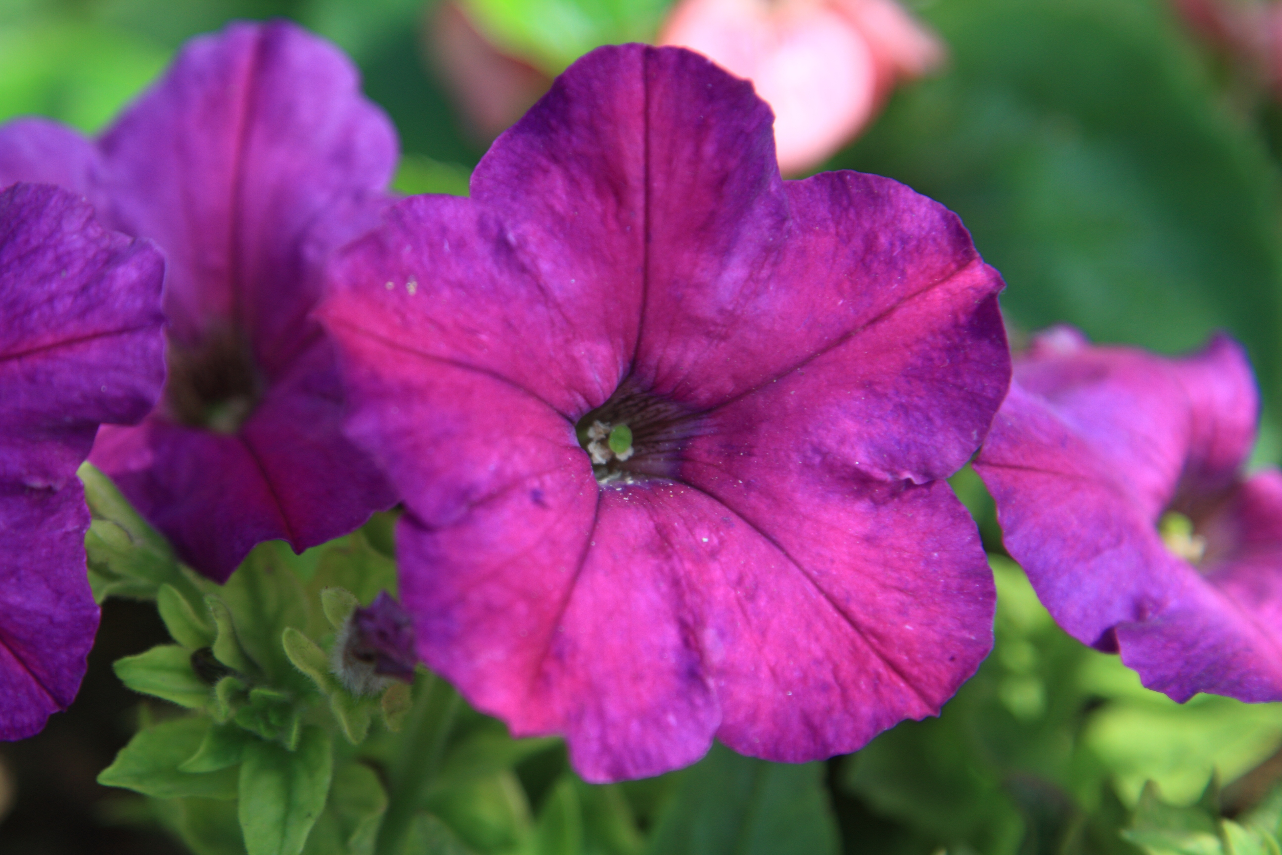 Flower Plant Morning free image download