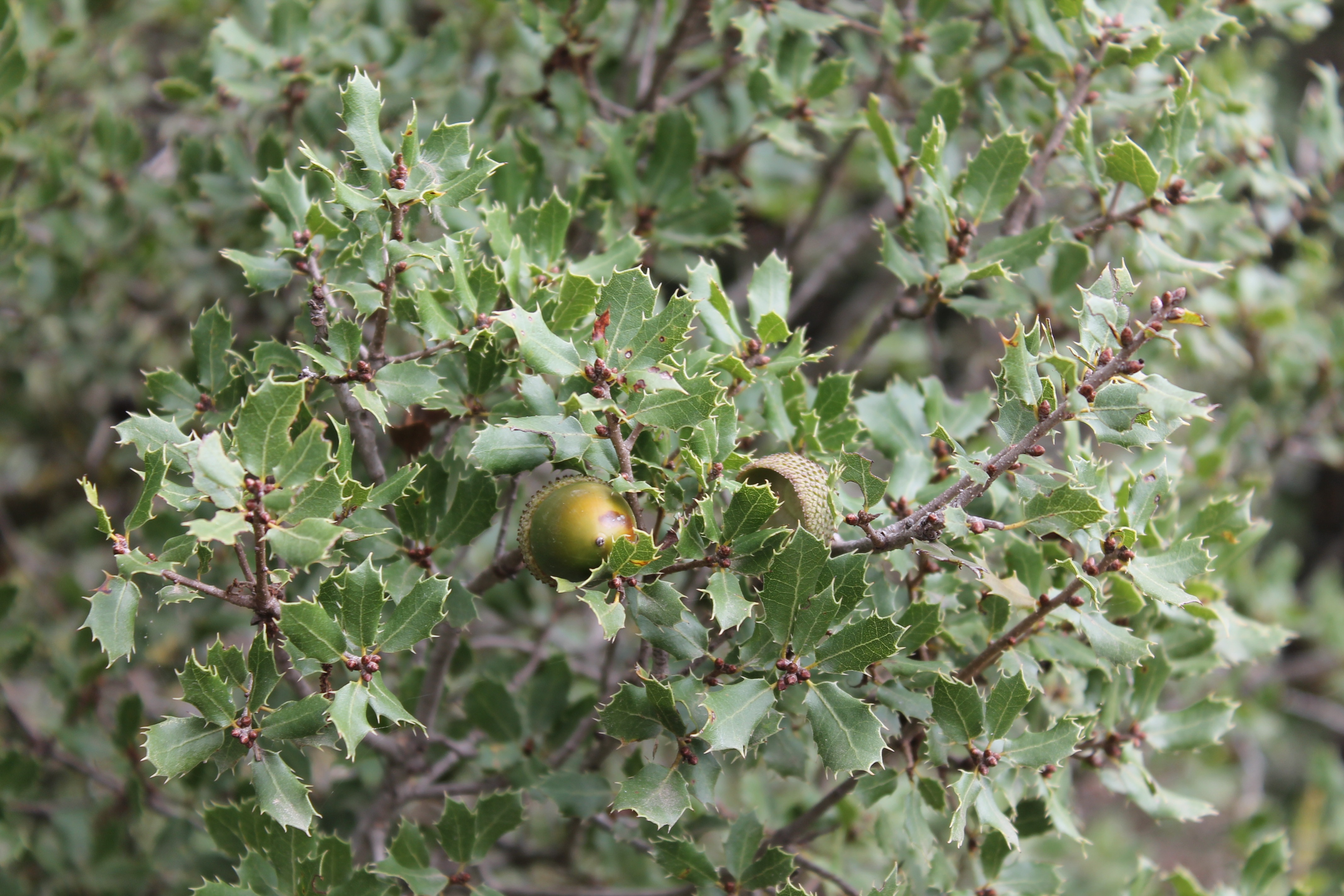 Great bush free image download