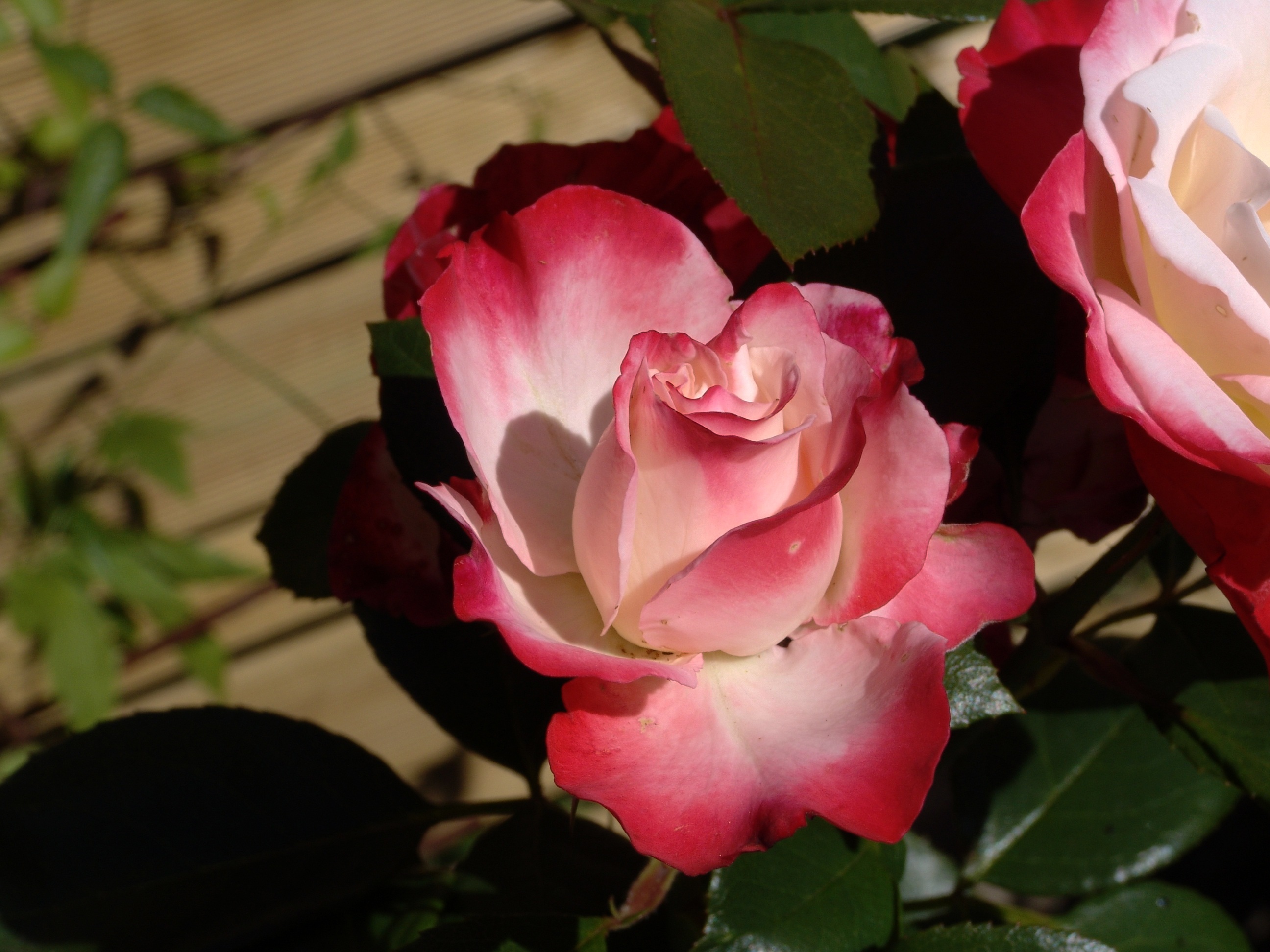 Rose Nature Garden free image download
