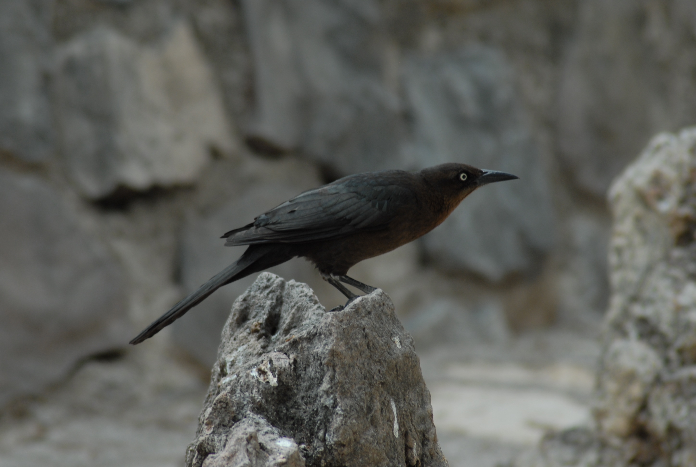 Zanate Bird free image download