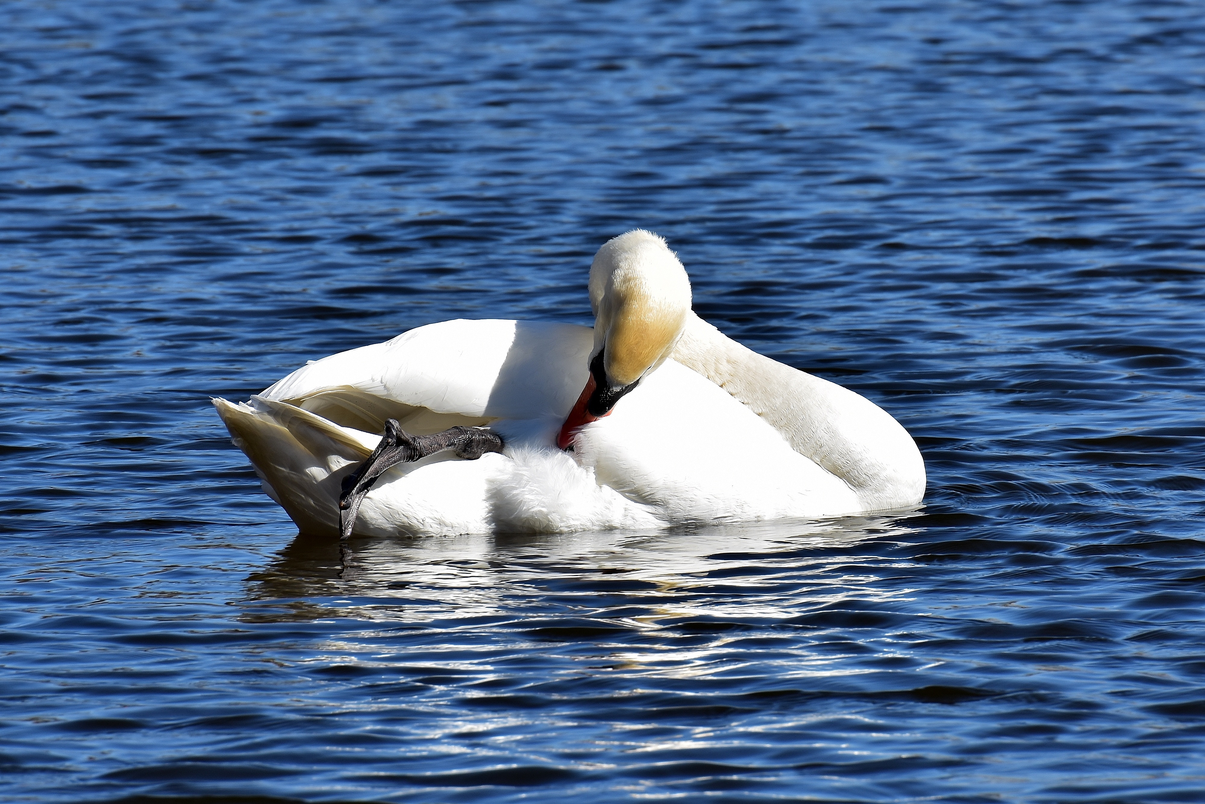 Swan Noble Animal World free image download