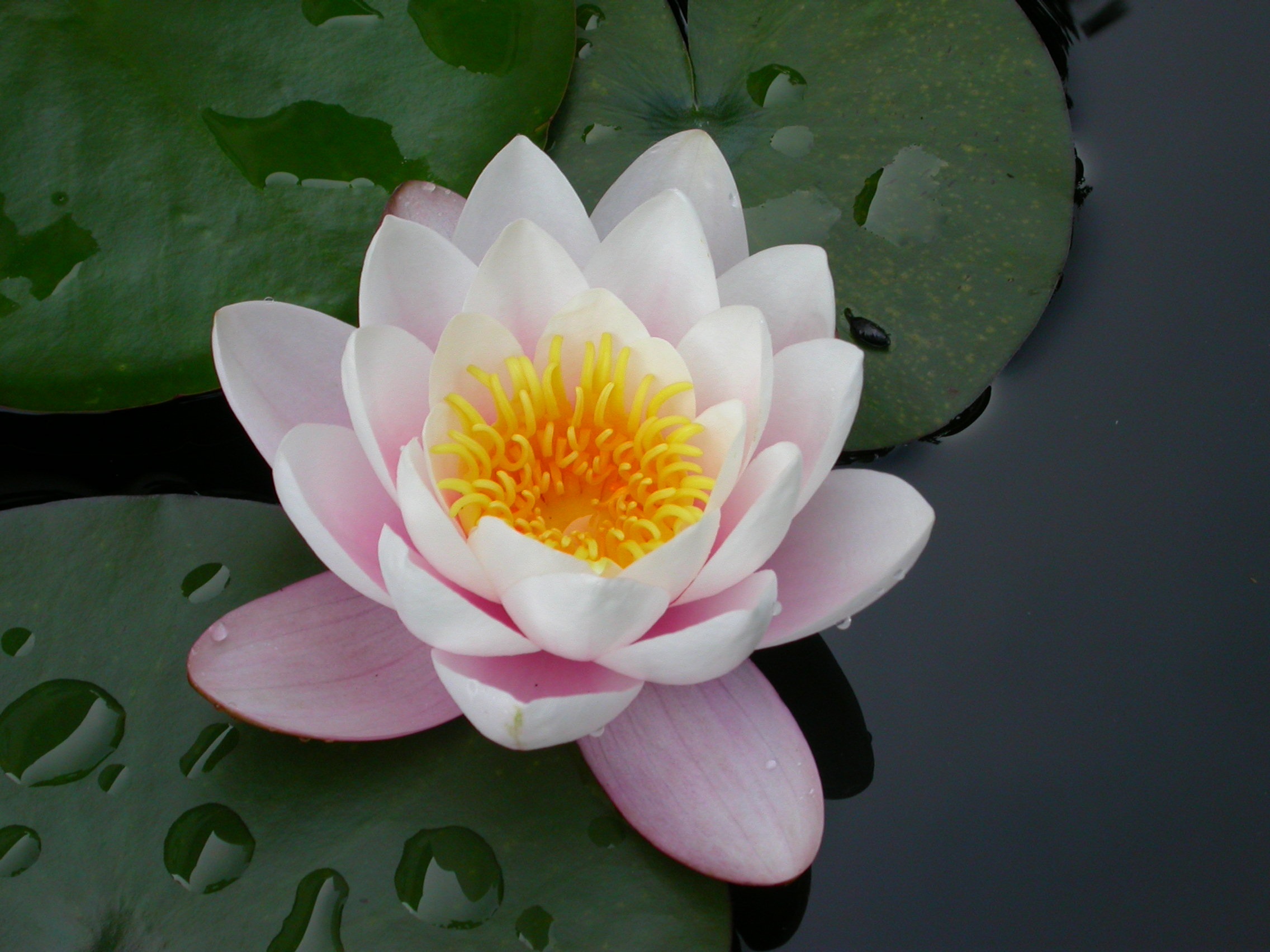 Flower Water Lily Pink Drop Of free image download