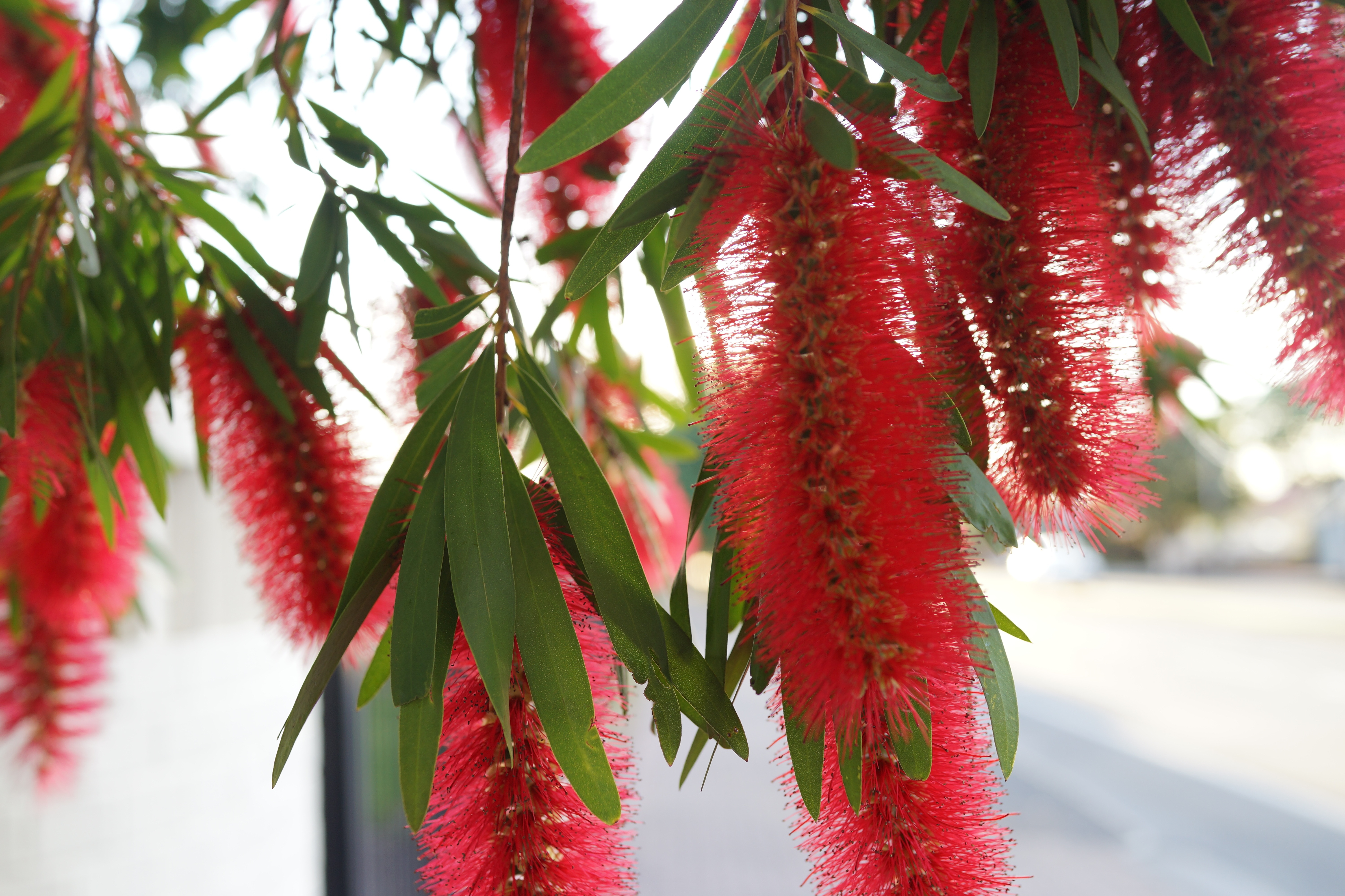 Bottle Brush Flower Red Plant free image download