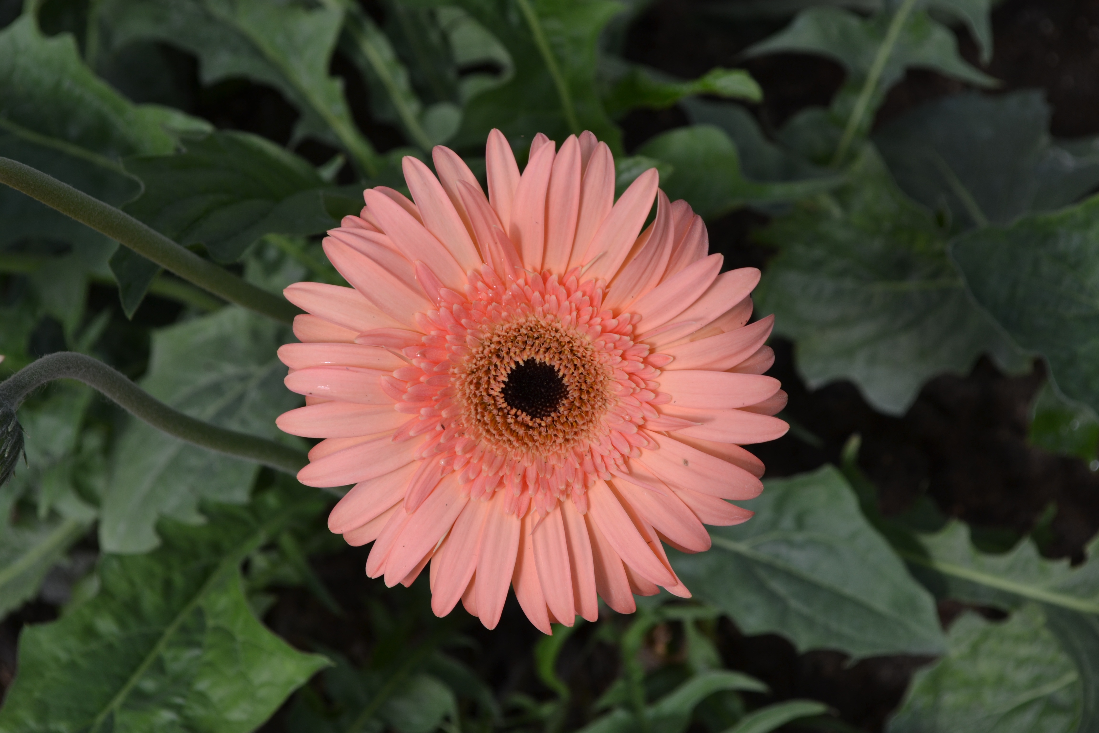 Gerbera Flower free image download