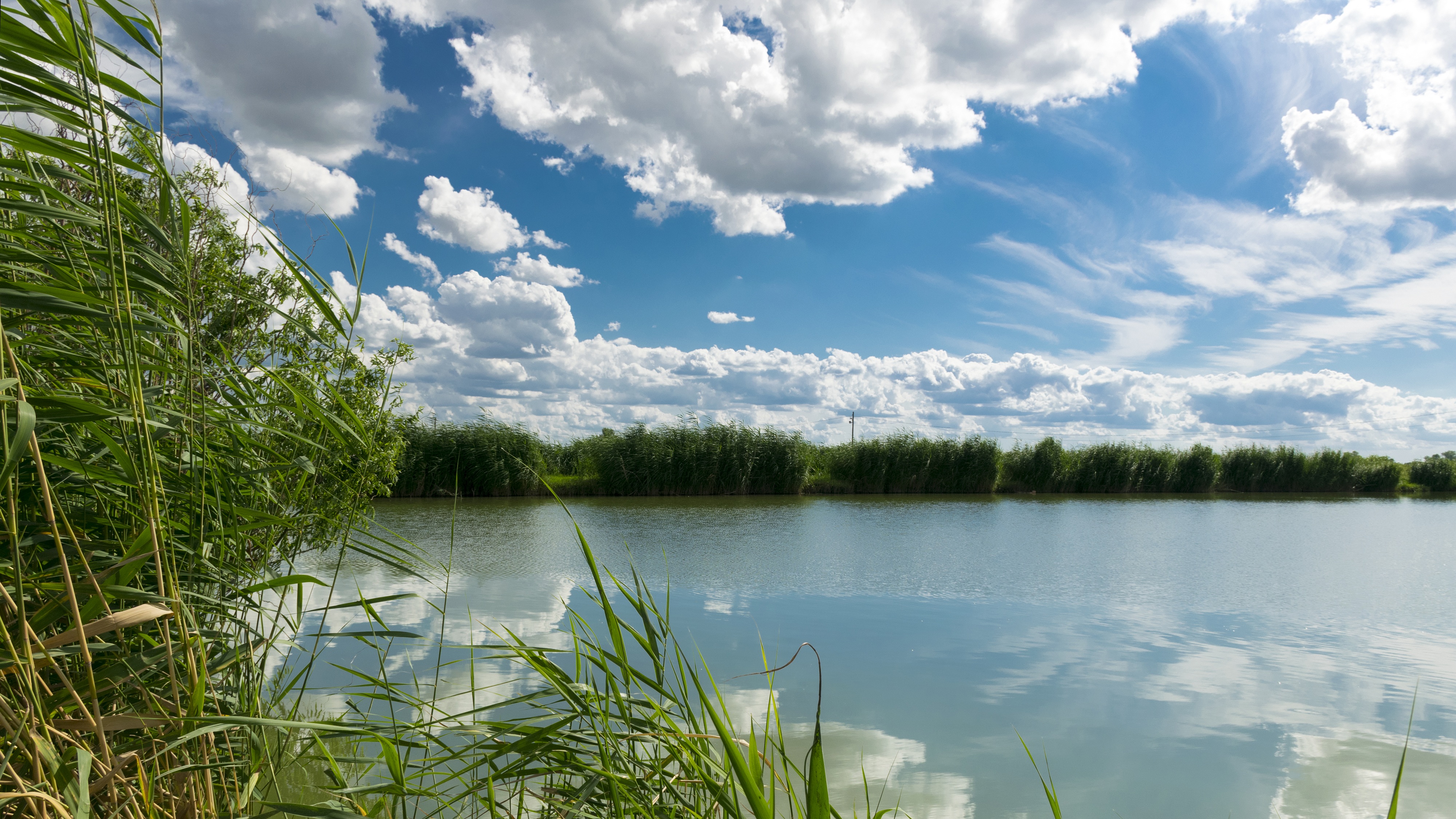 Fish Pond Nature free image download
