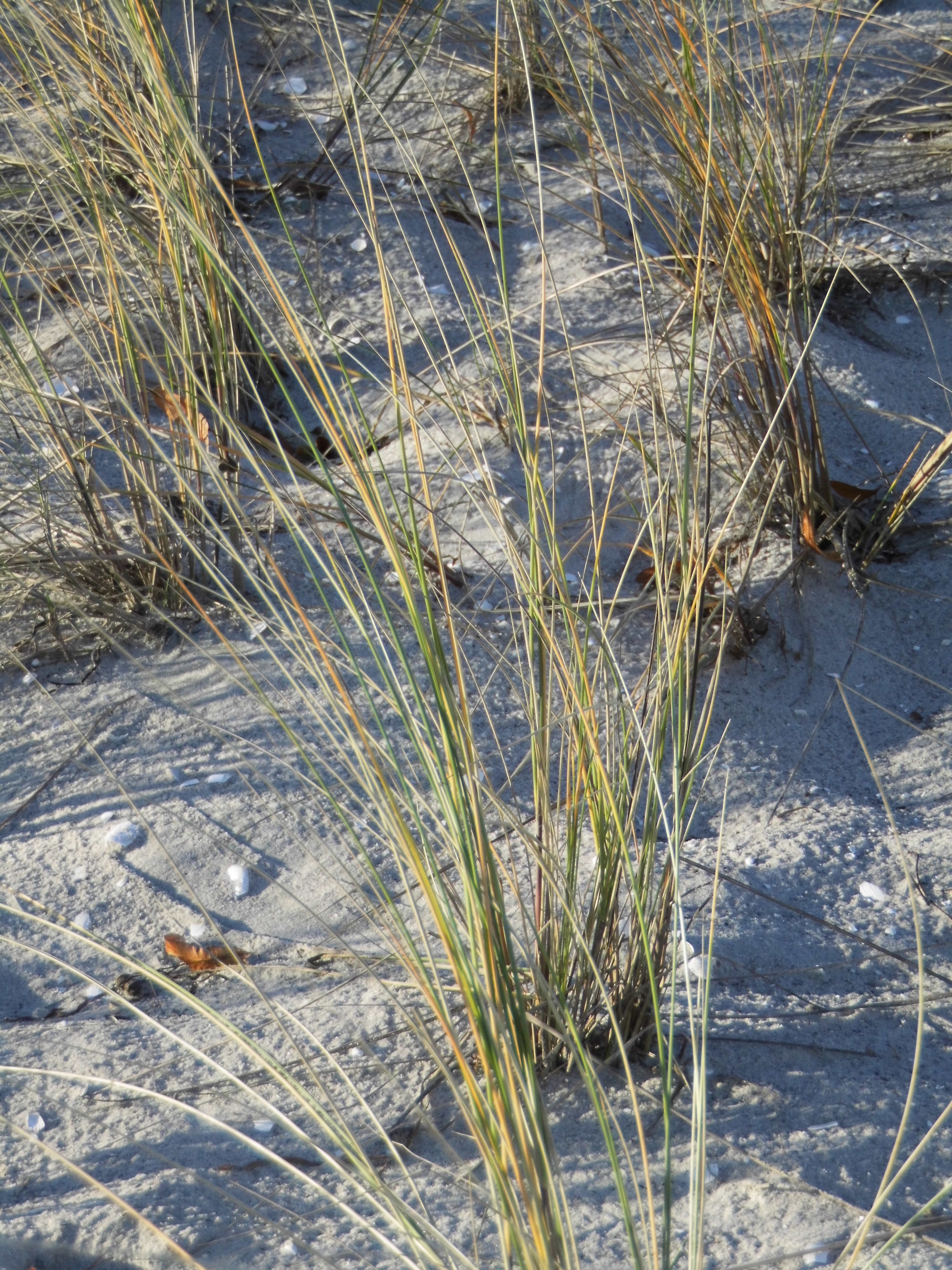 Baltic Sea Beach Marram grass free image download