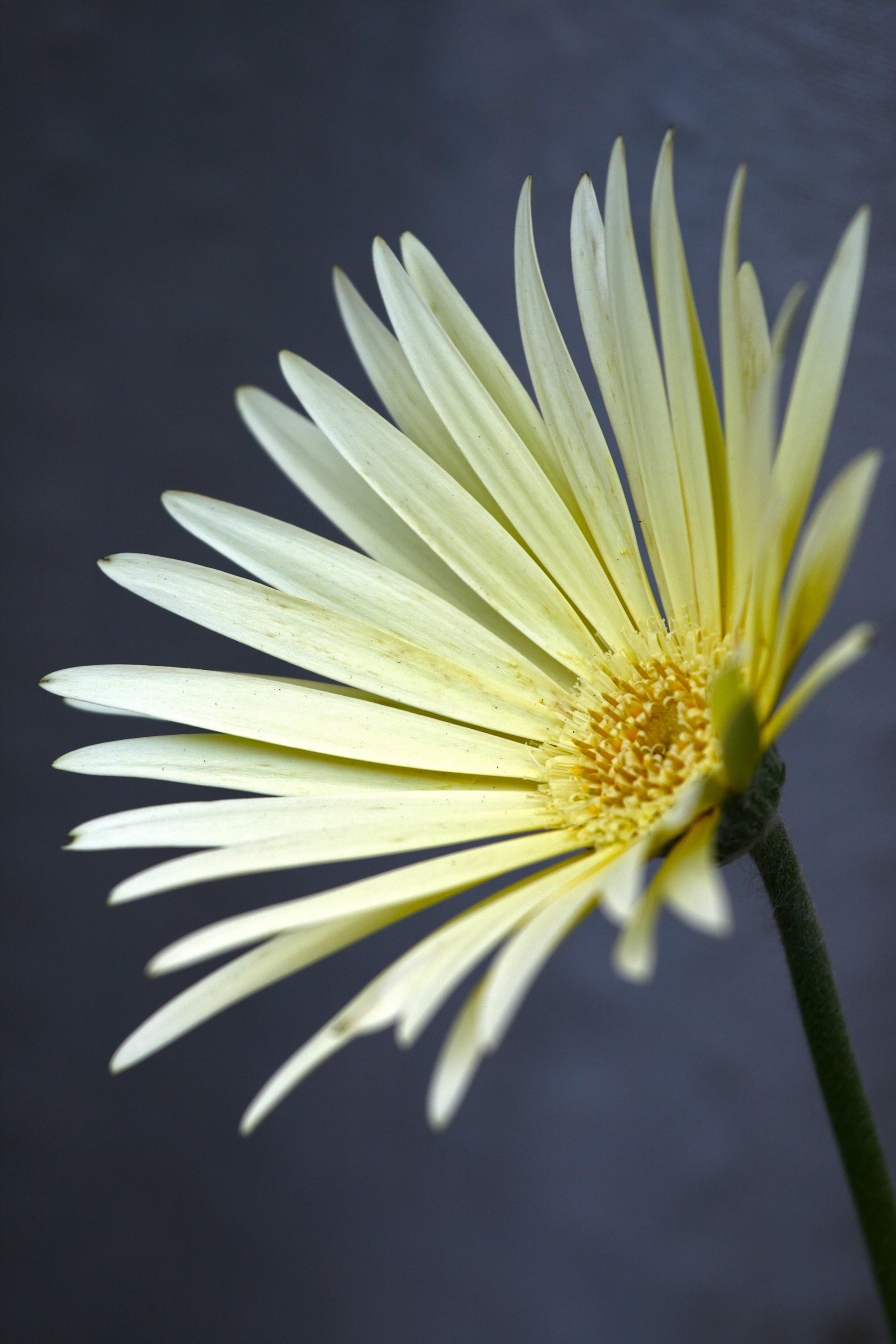Yellow Flower Gerbera blooming free image download