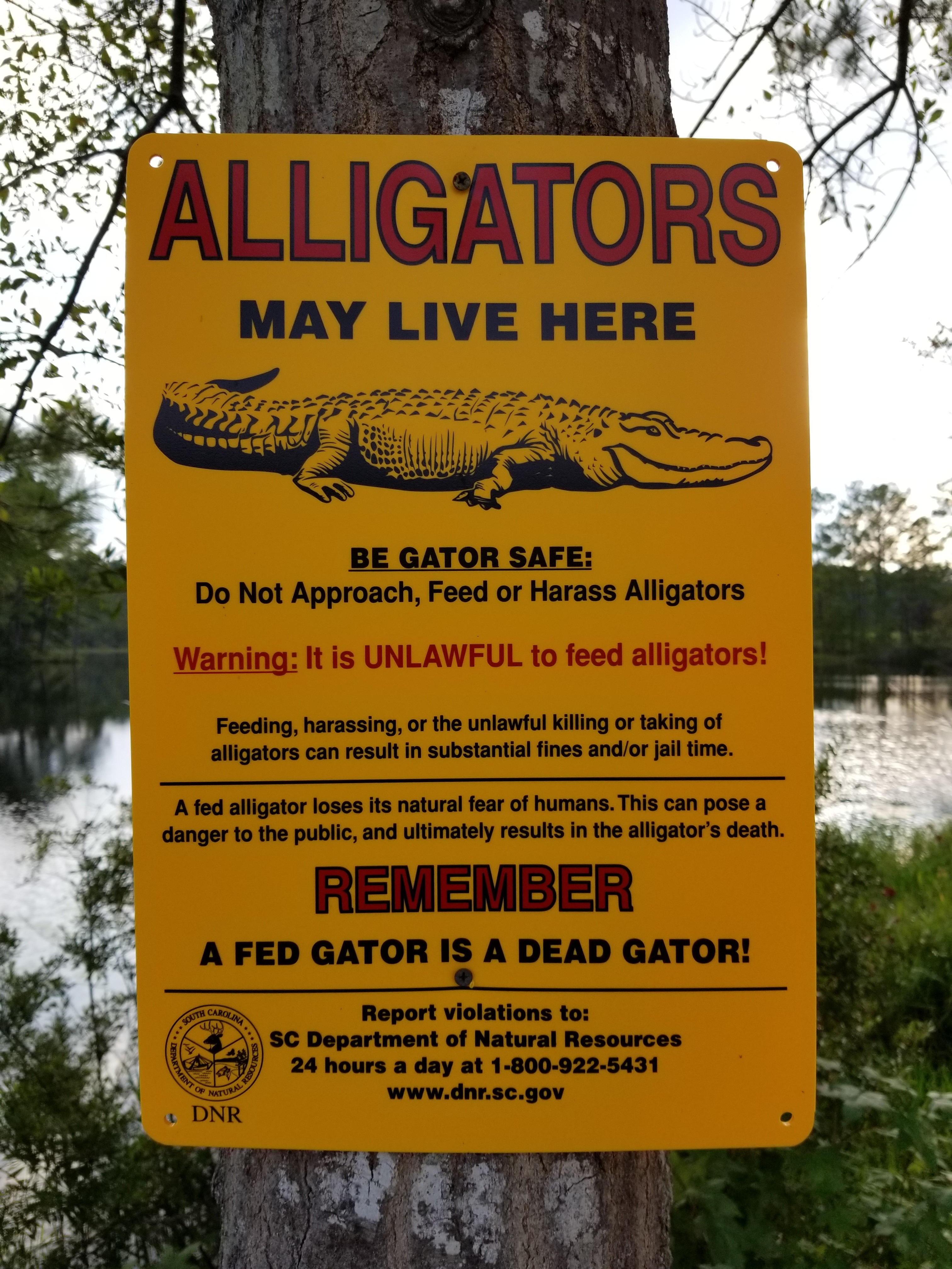 Alligator Sign Warning free image download