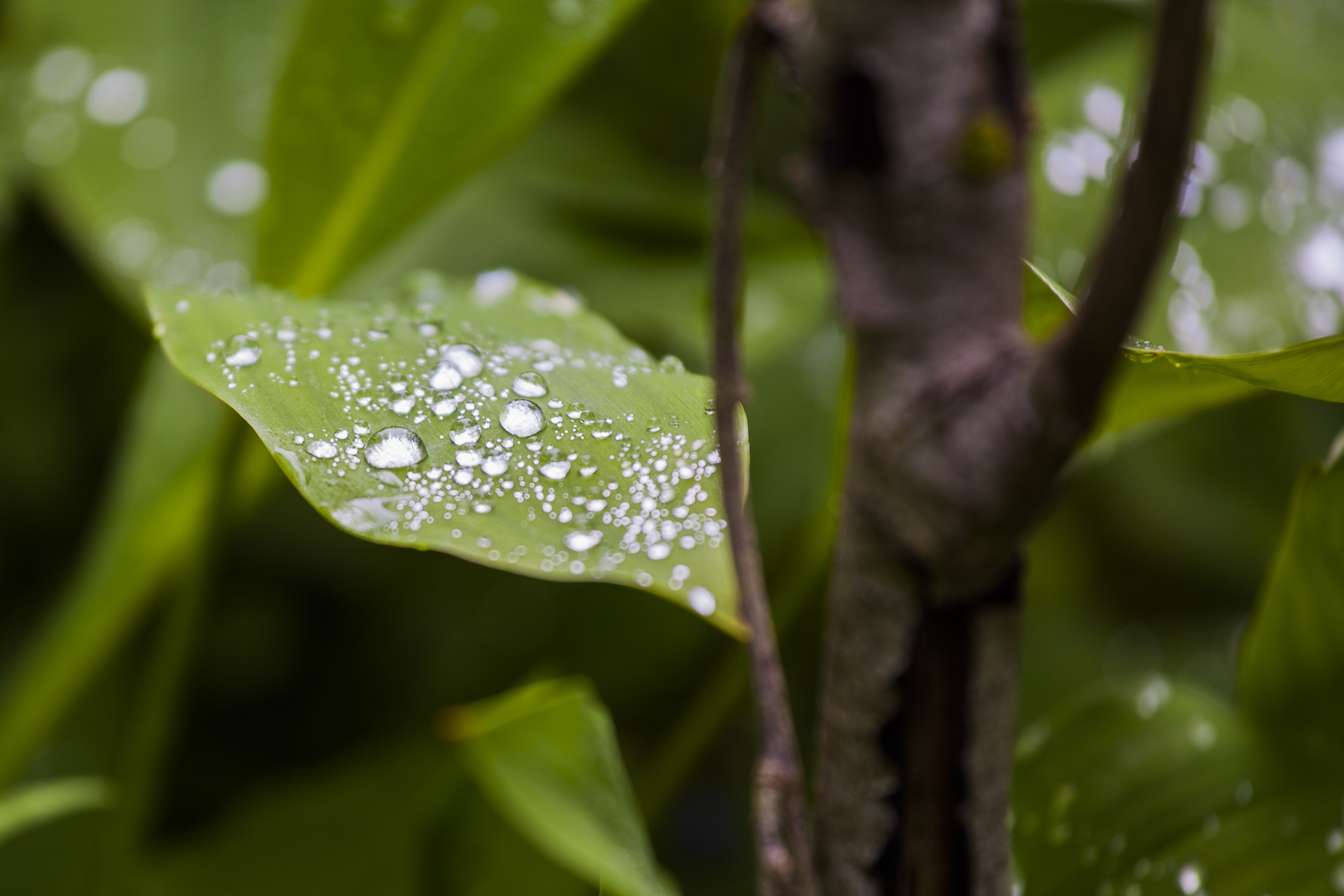 Leaf Green Nature free image download