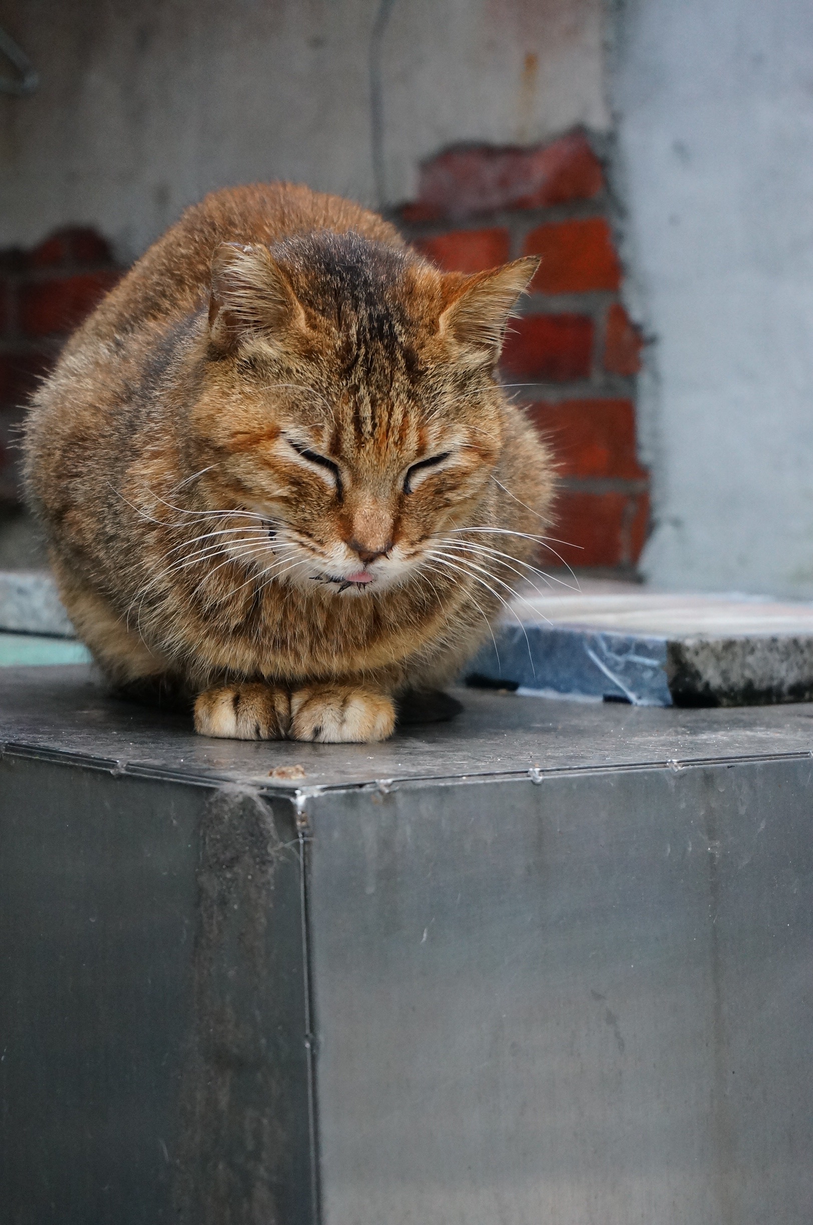 Cat free image download