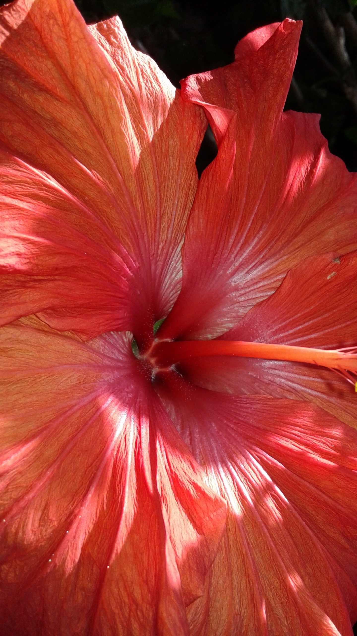 Hibiscus Pink free image download
