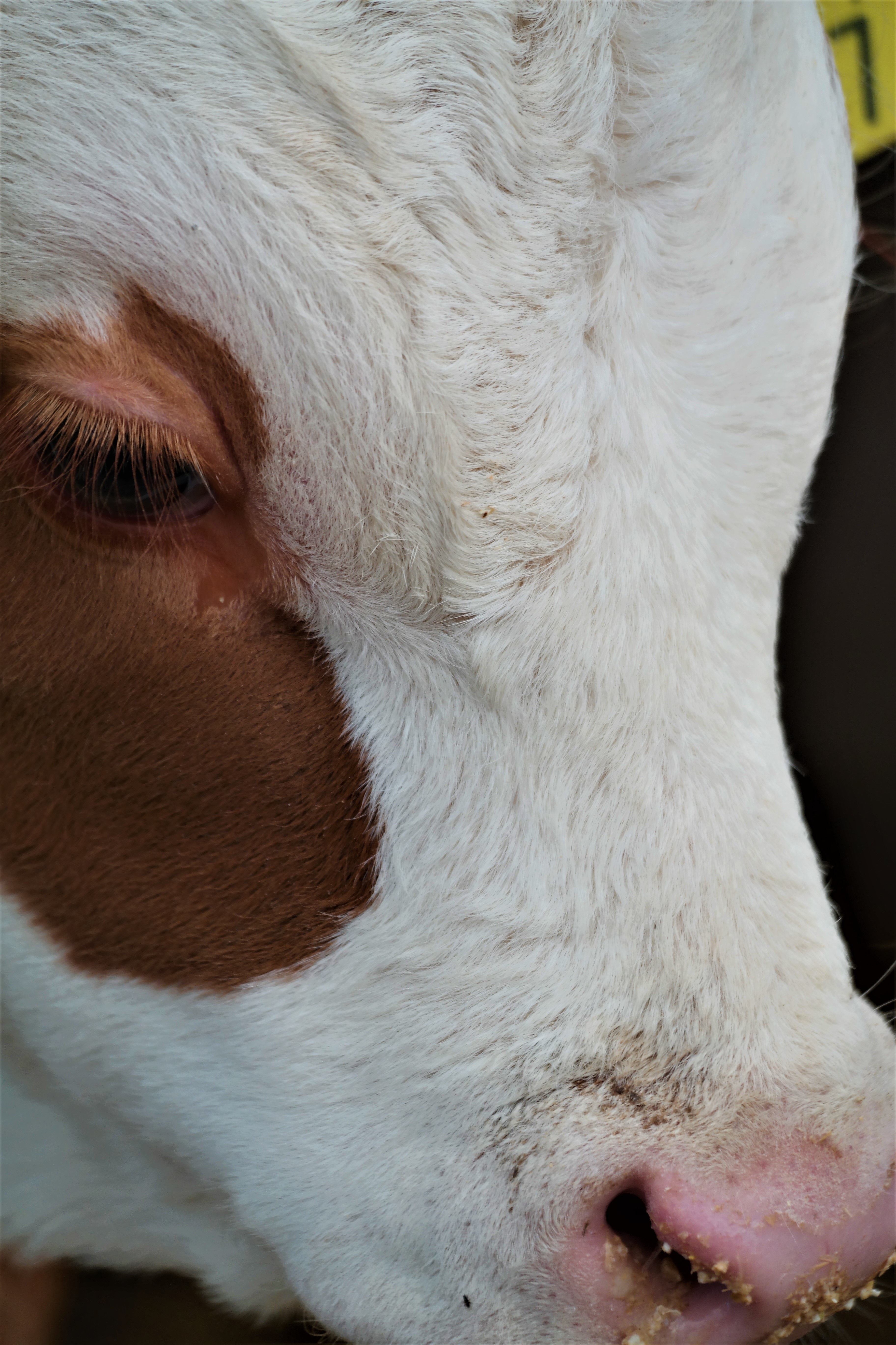 Beef Calf Young Animal free image download