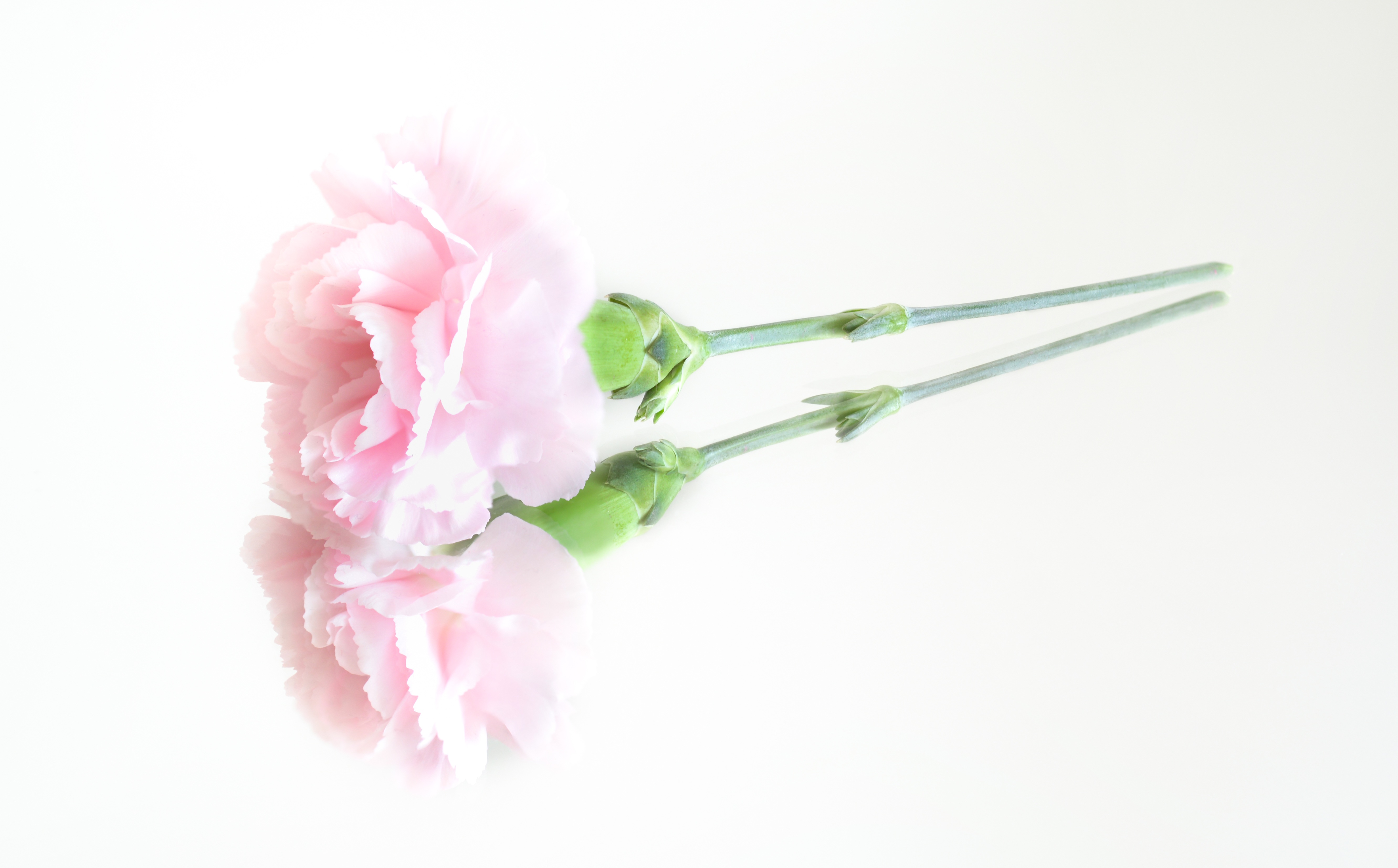 Pink Flower Reflection free image download