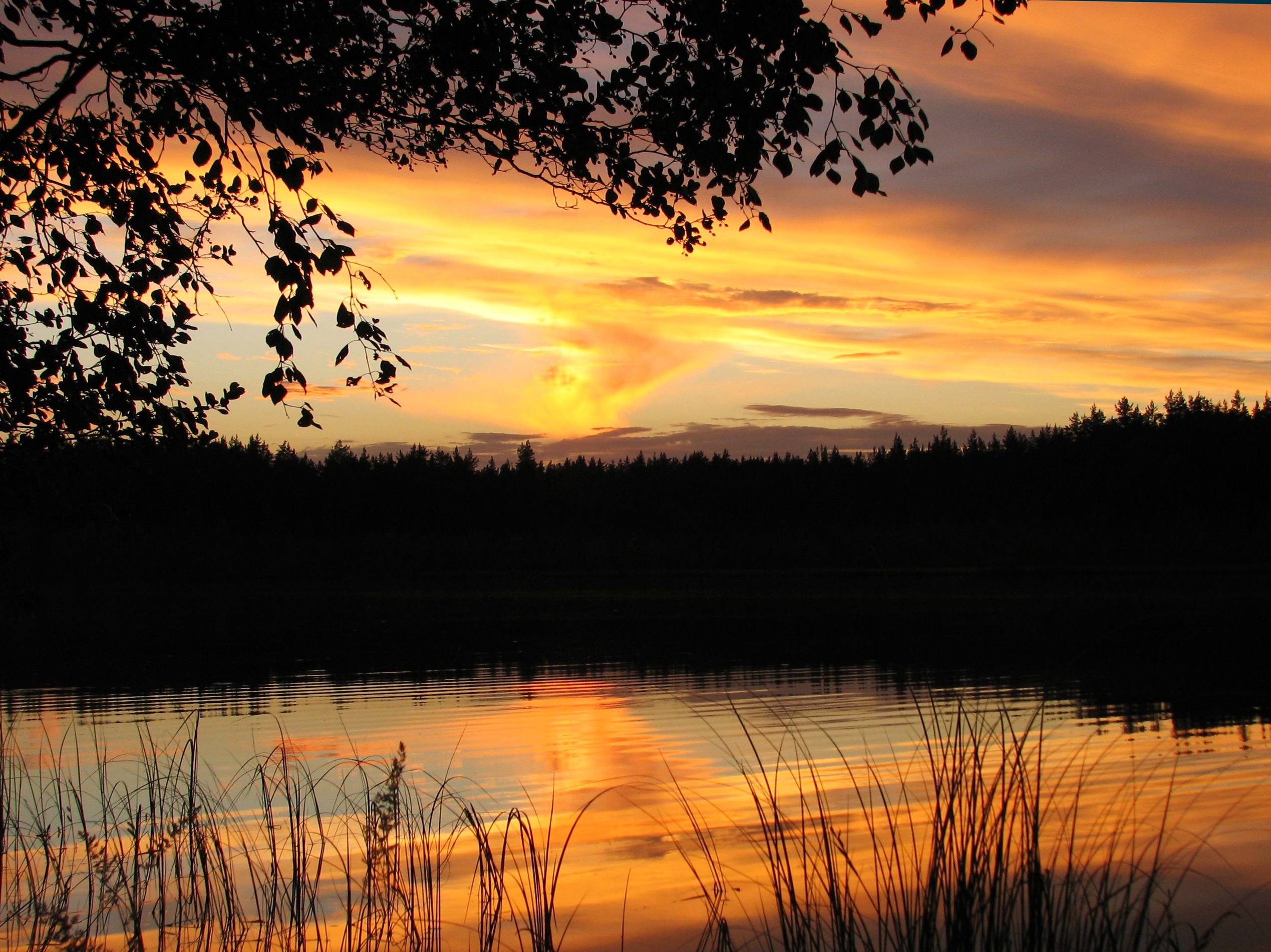 Evening landscape with trees free image download