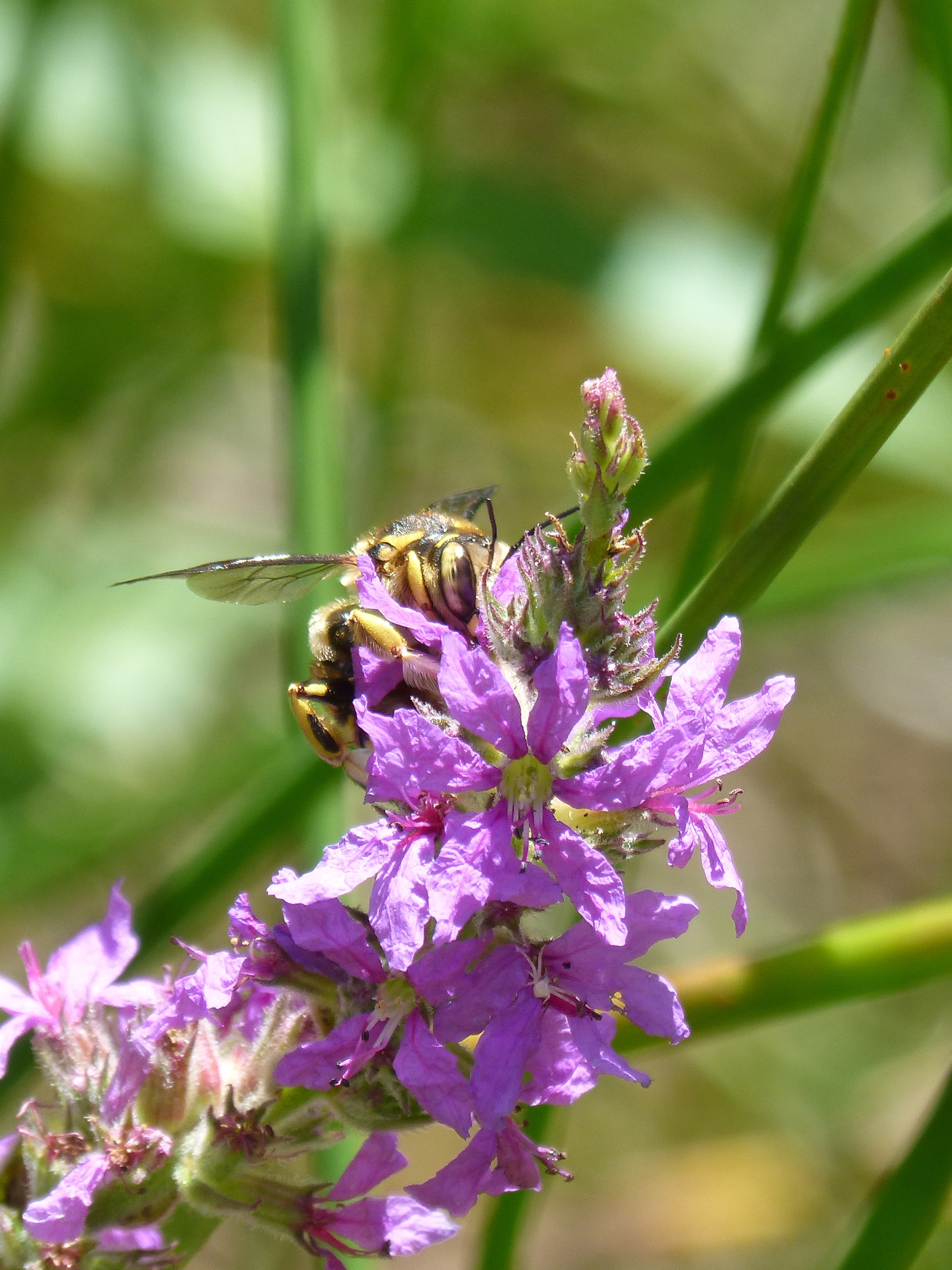 Hornet Flower Libar free image download