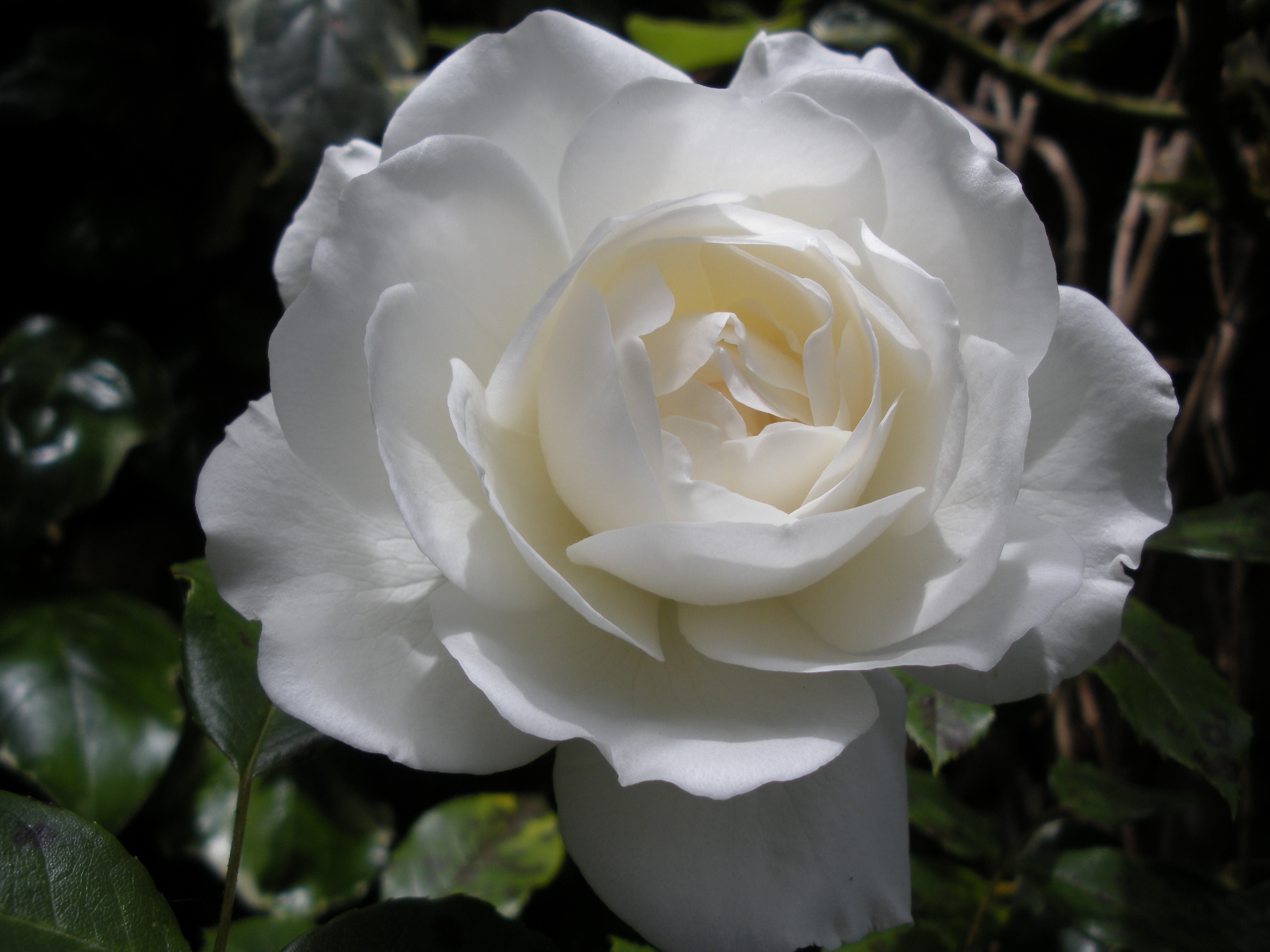 White Rose Flower free image download