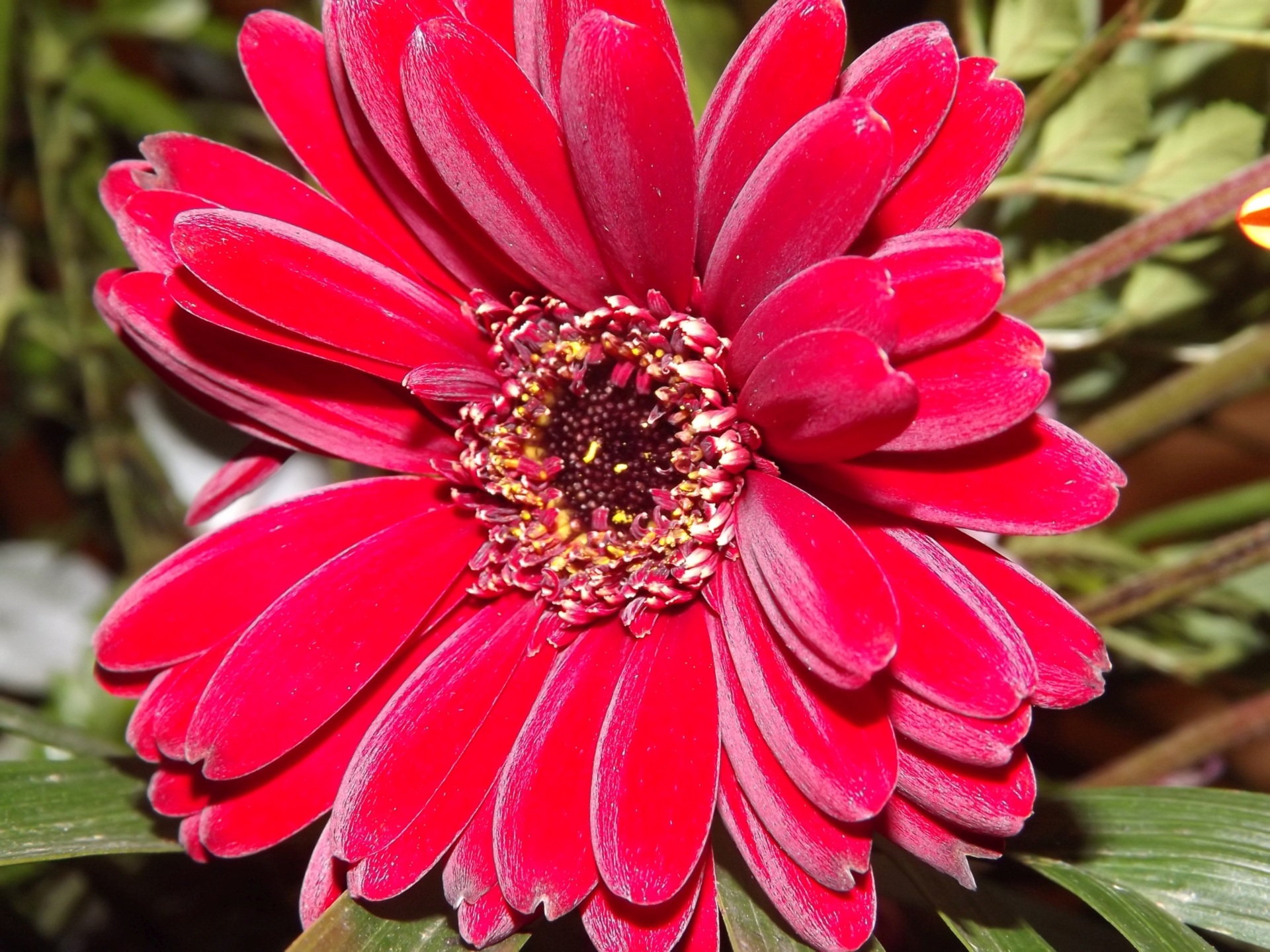 Flora Plants Flower free image download