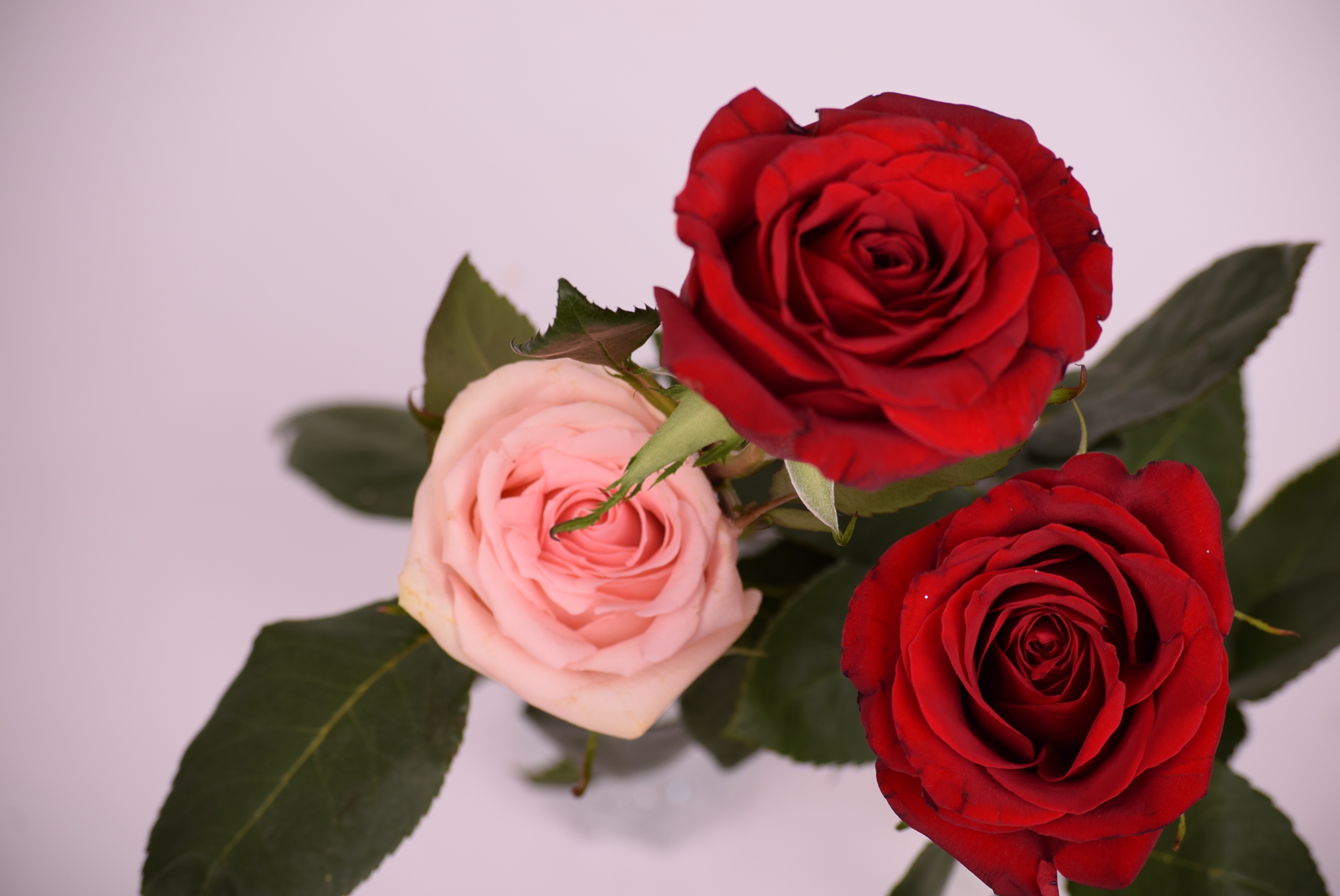 Roses Flower Red Rose free image download