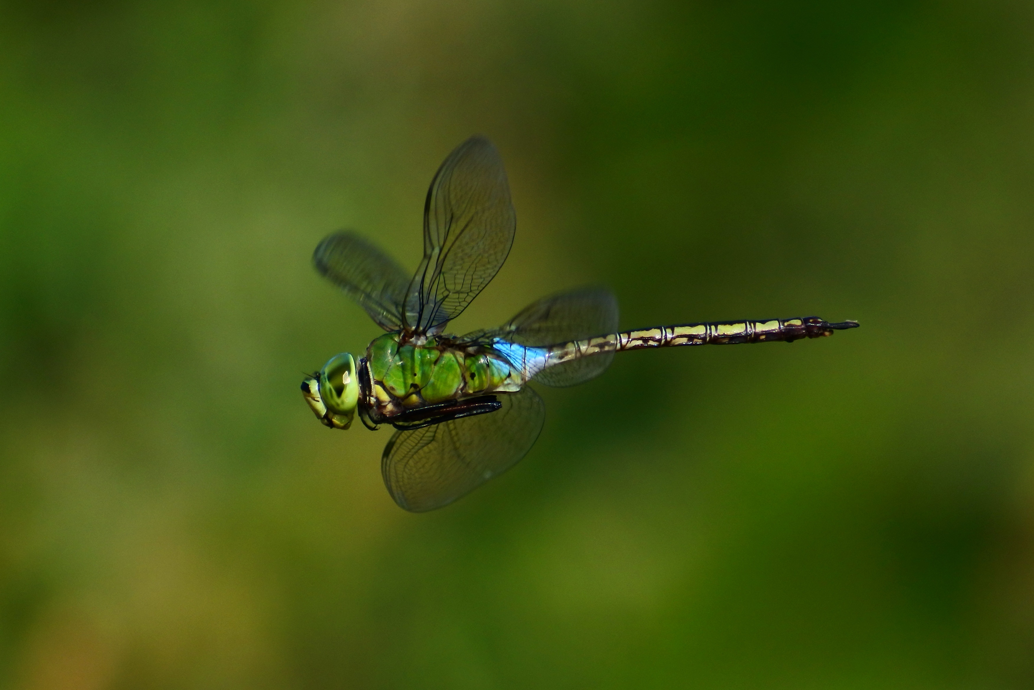 Natural Landscape Insect free image download