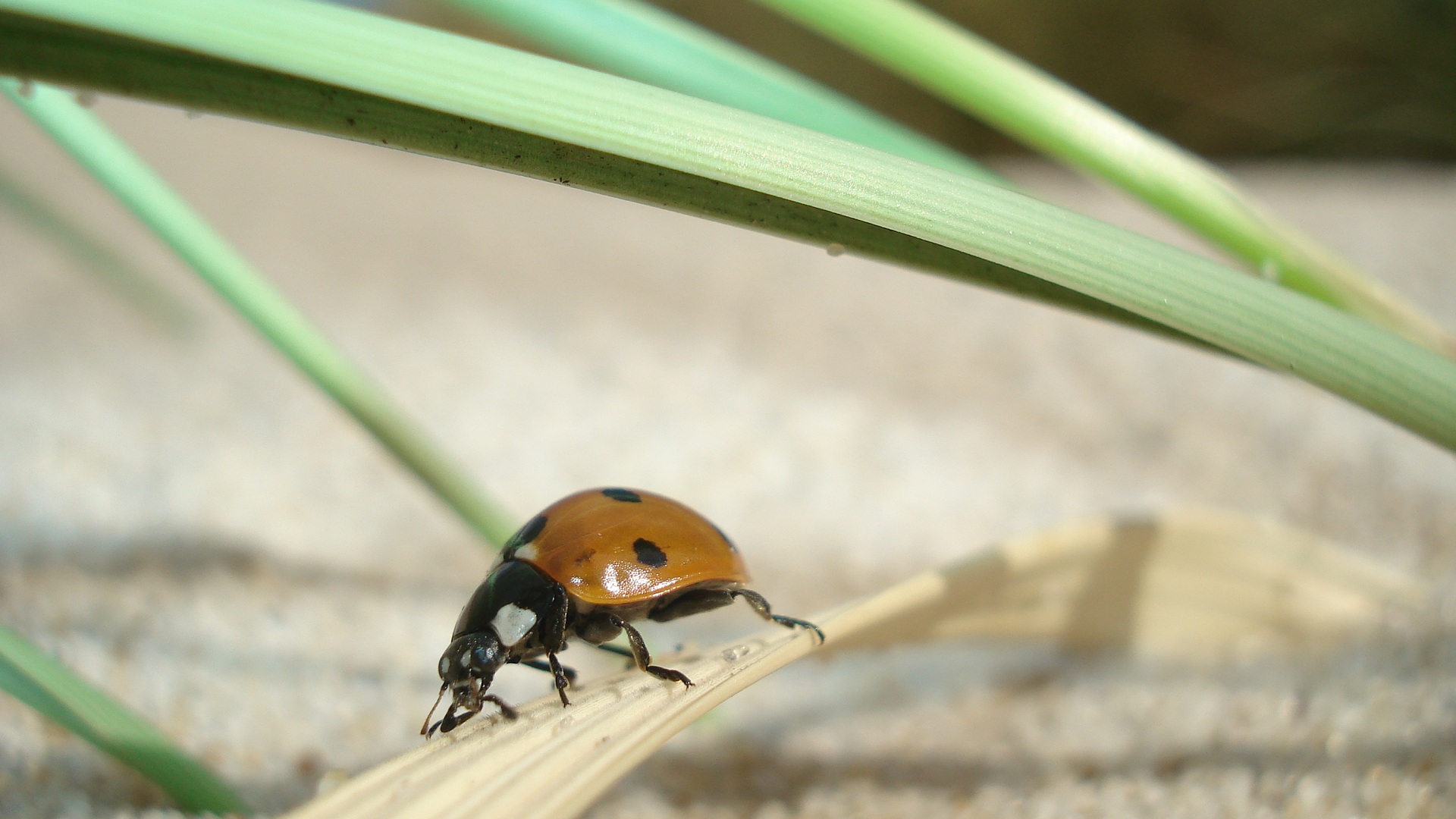 Ladybug Insect Close Up free image download