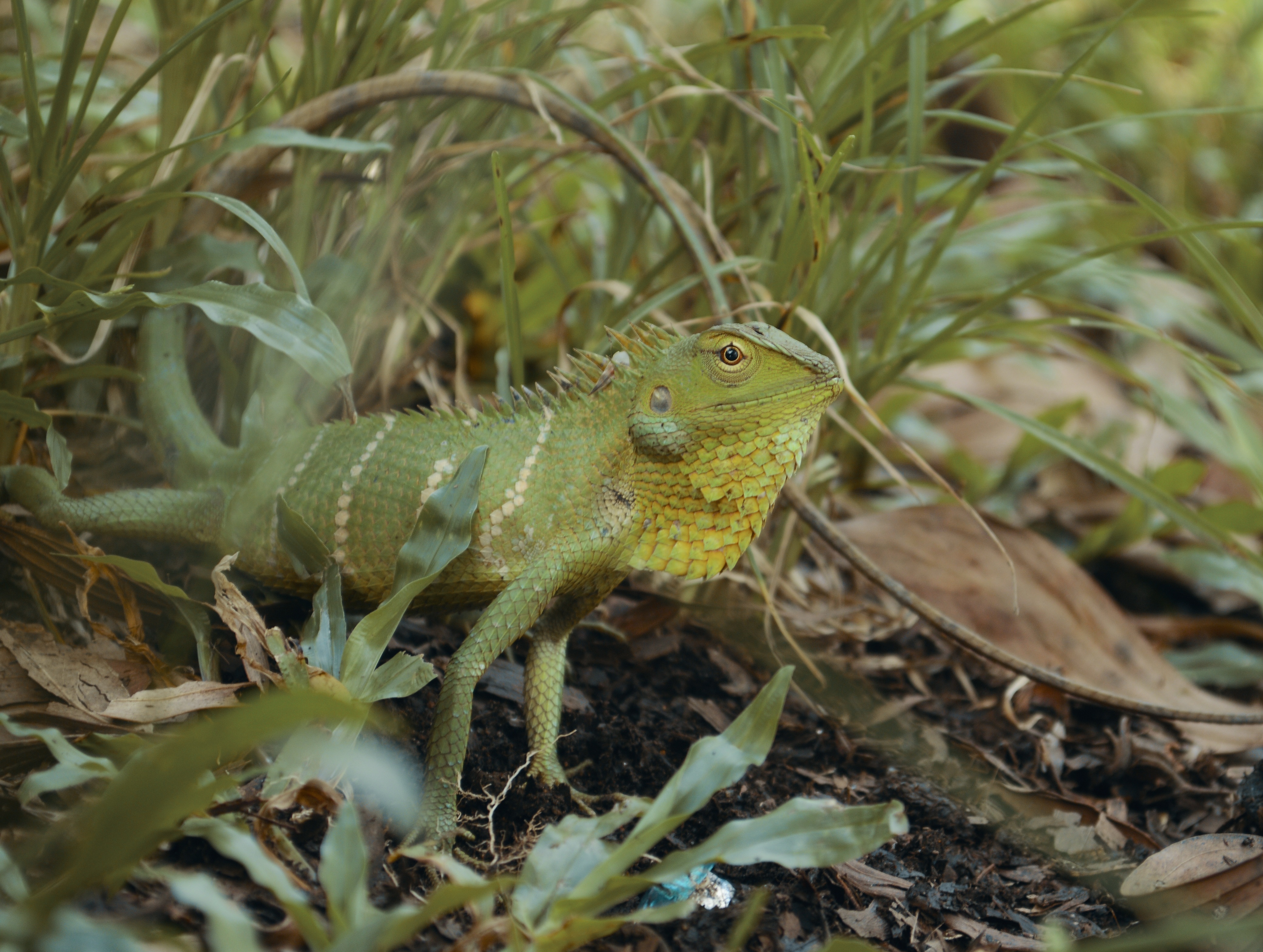 Chameleon Nature Animal free image download