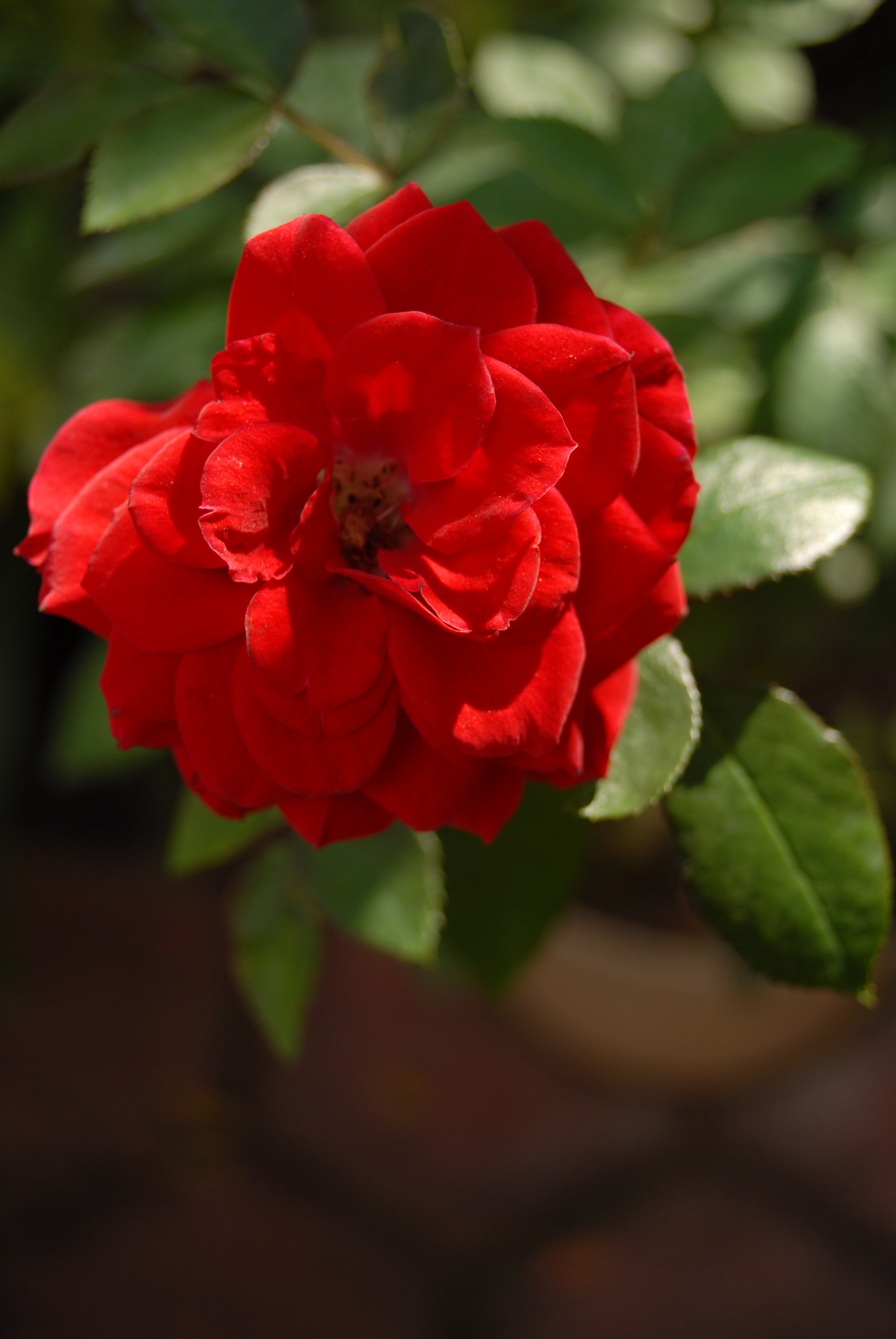 Red Rose Small Flower Flora free image download