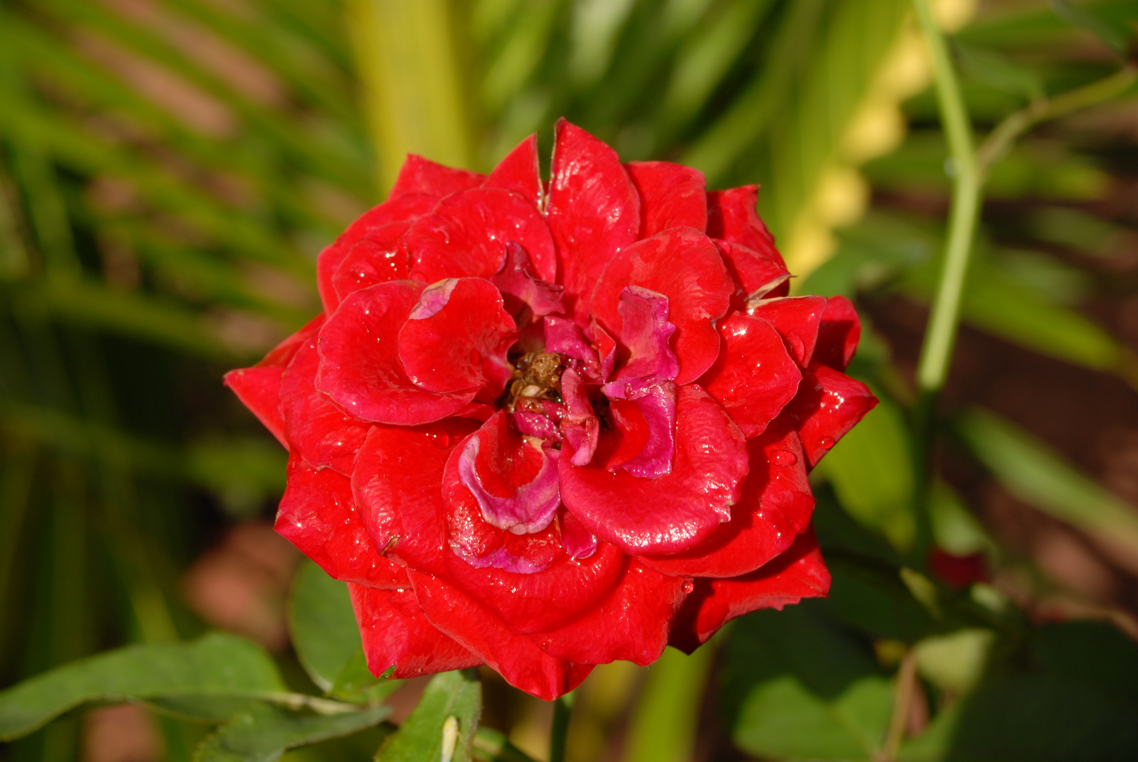 Red Rose Small Flower Flora free image download