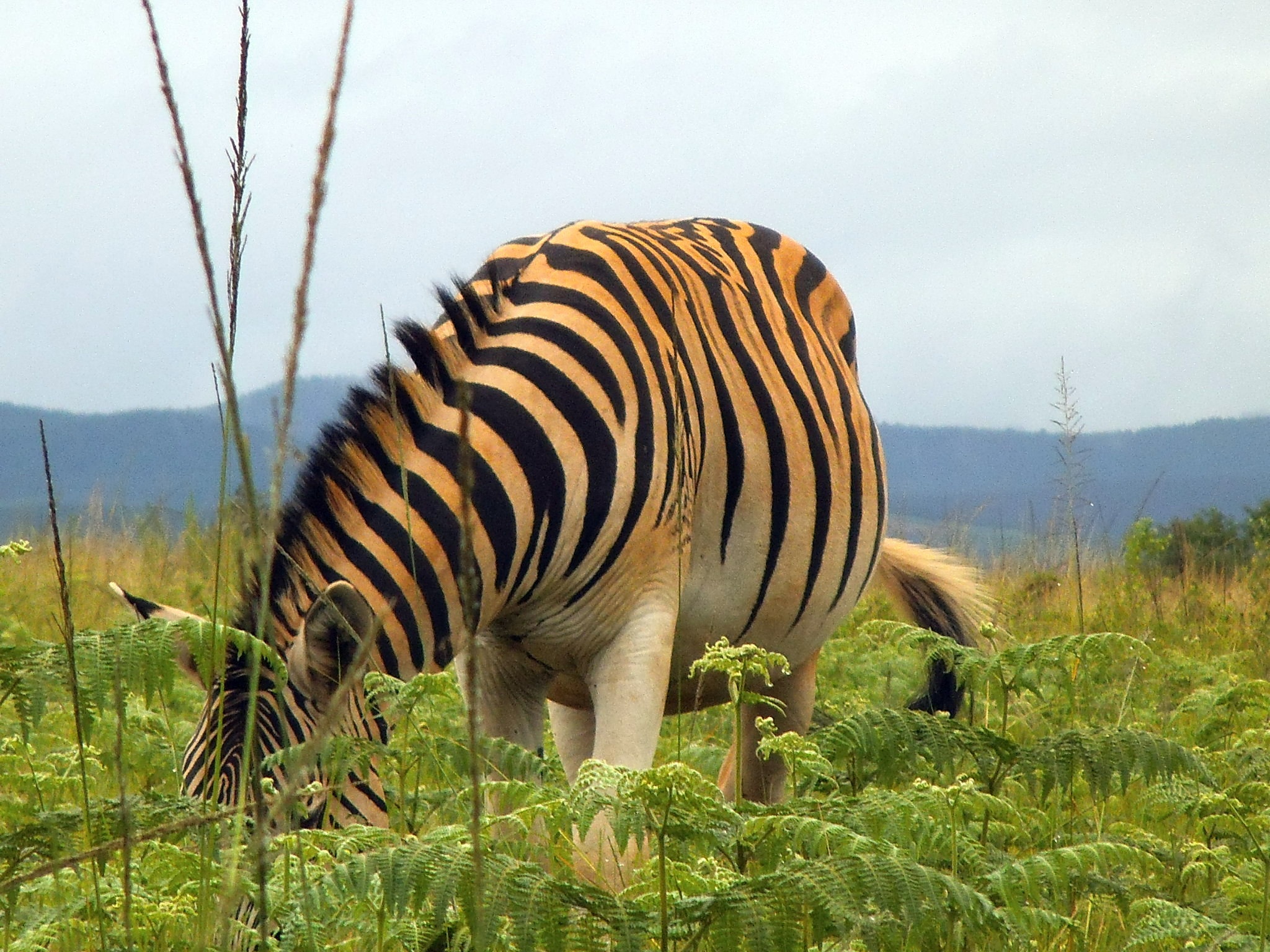 Zebra Nature Animal free image download