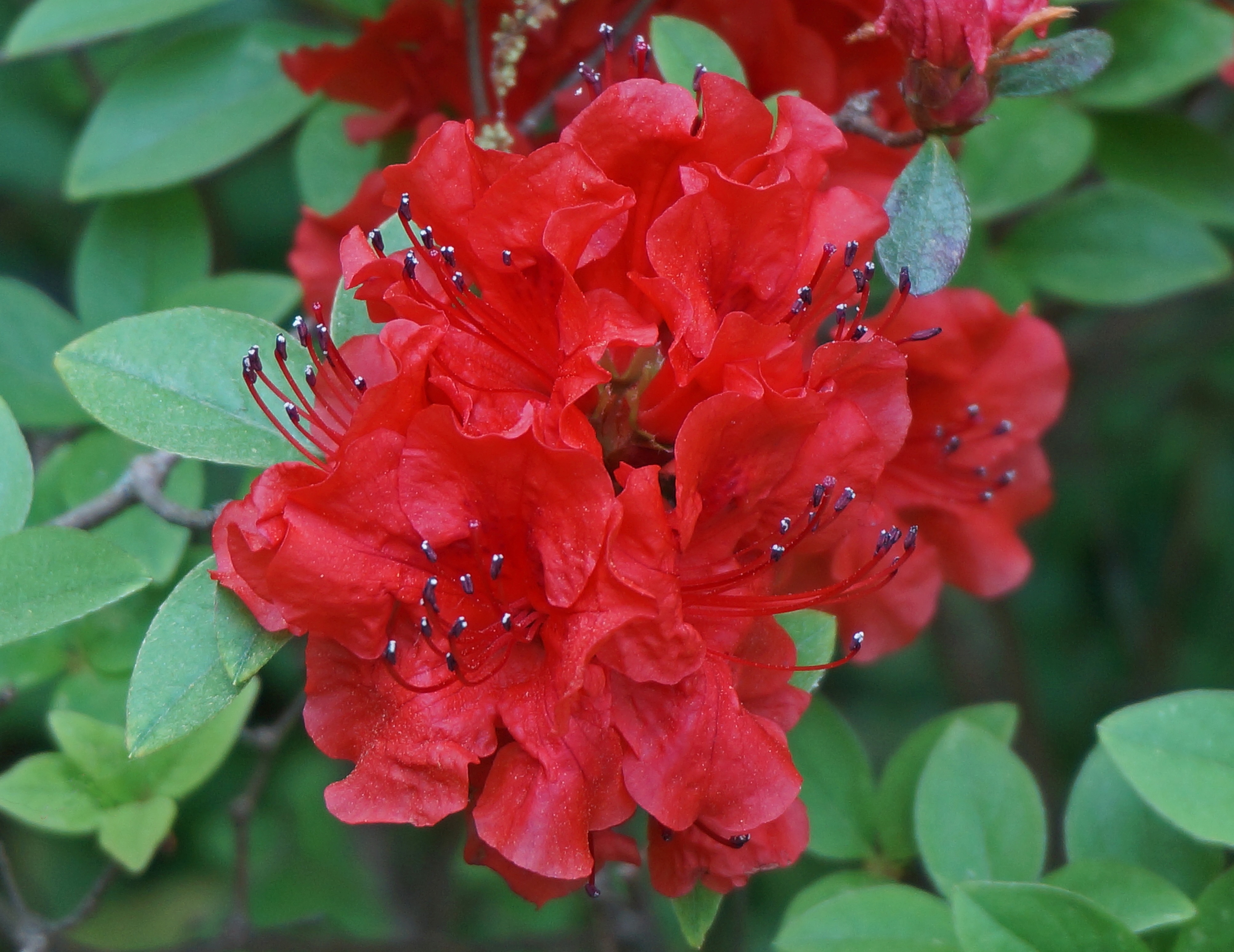 Red Azalea Cluster Flower free image download