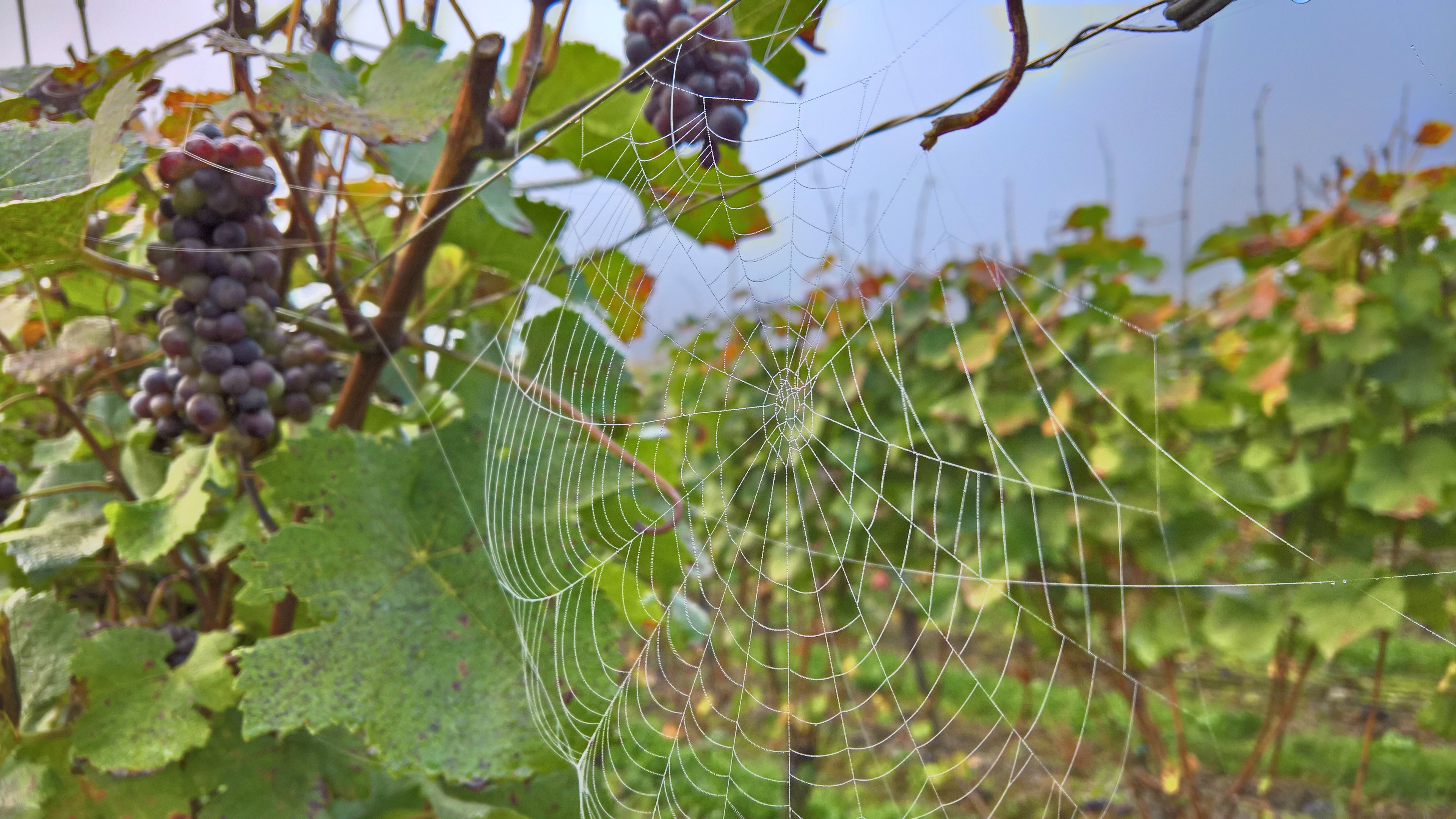 Red Wine Ahr Cobweb free image download